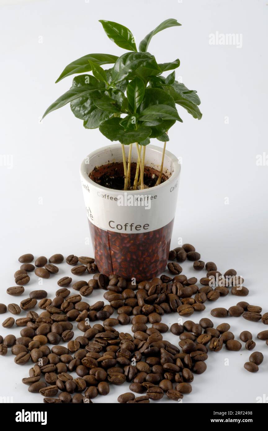 Coffee bush with coffee beans (Coffea arabica), coffee bean, coffee ...
