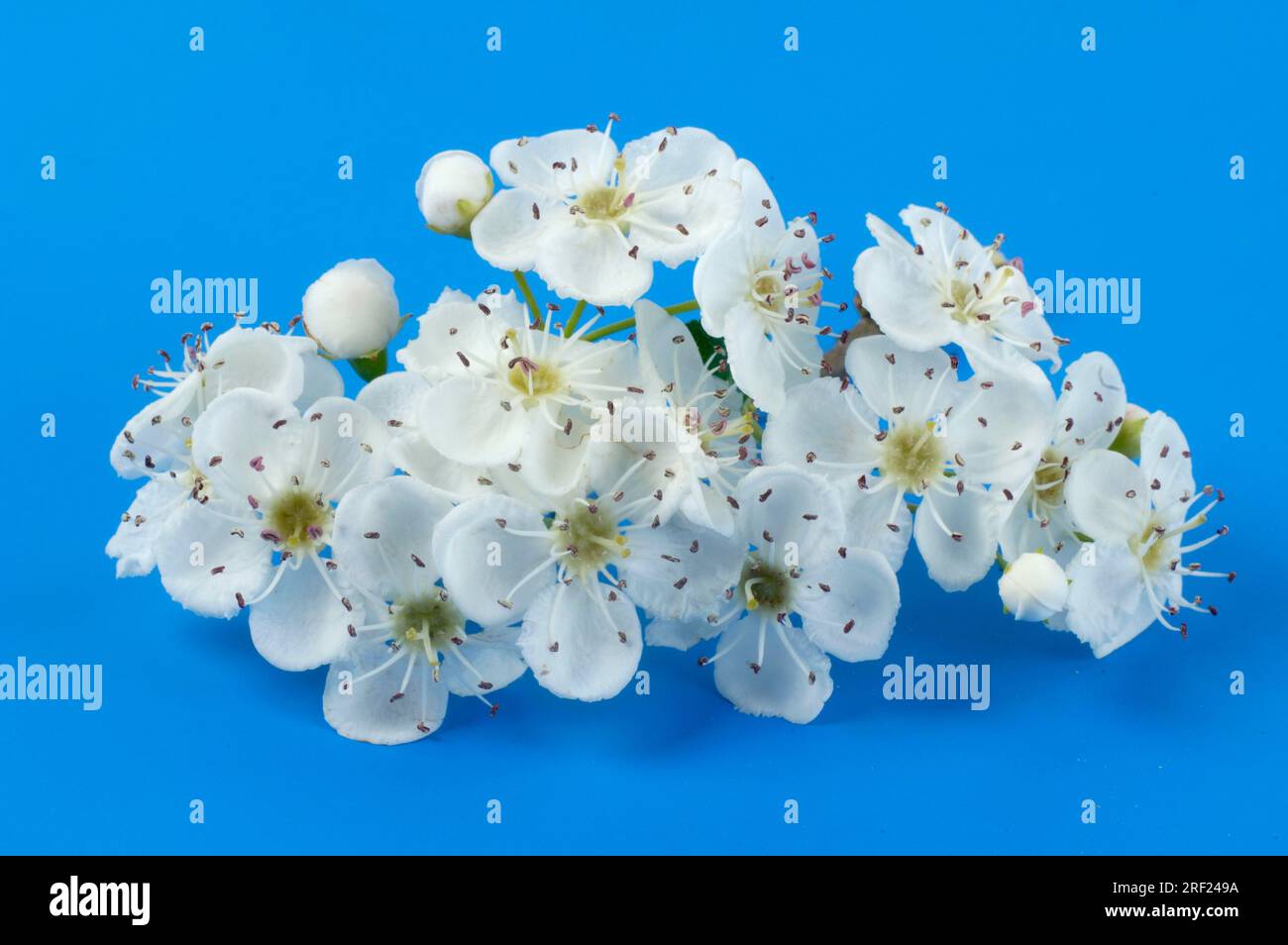 Common hawthorn crataegus monogyna flowering hi-res stock photography ... Common hawthorn crataegus monogyna flowering hi-res stock photography ...
