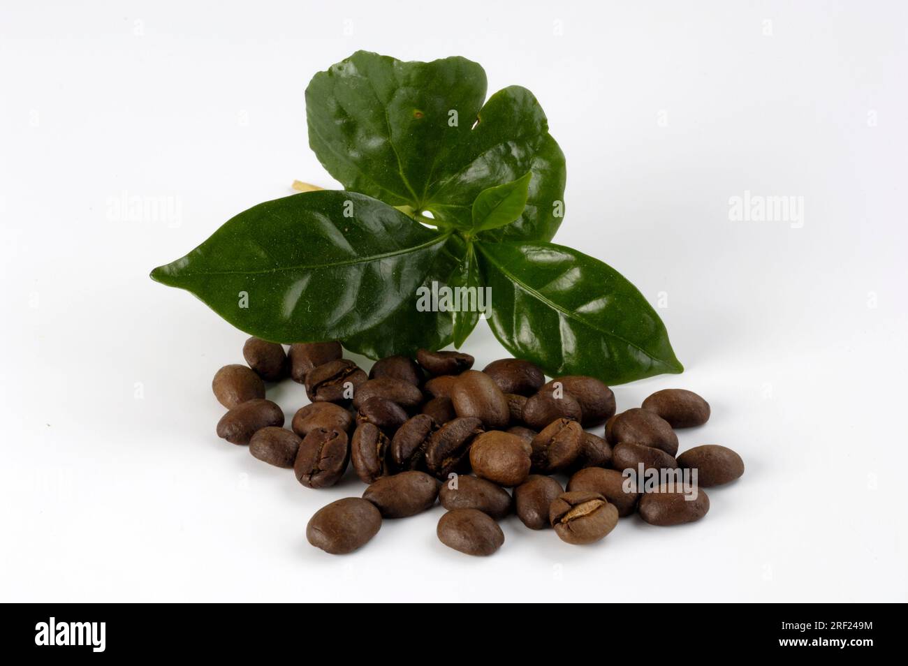 Coffee bush, leaves and coffee beans (Coffea arabica), coffee bean ...
