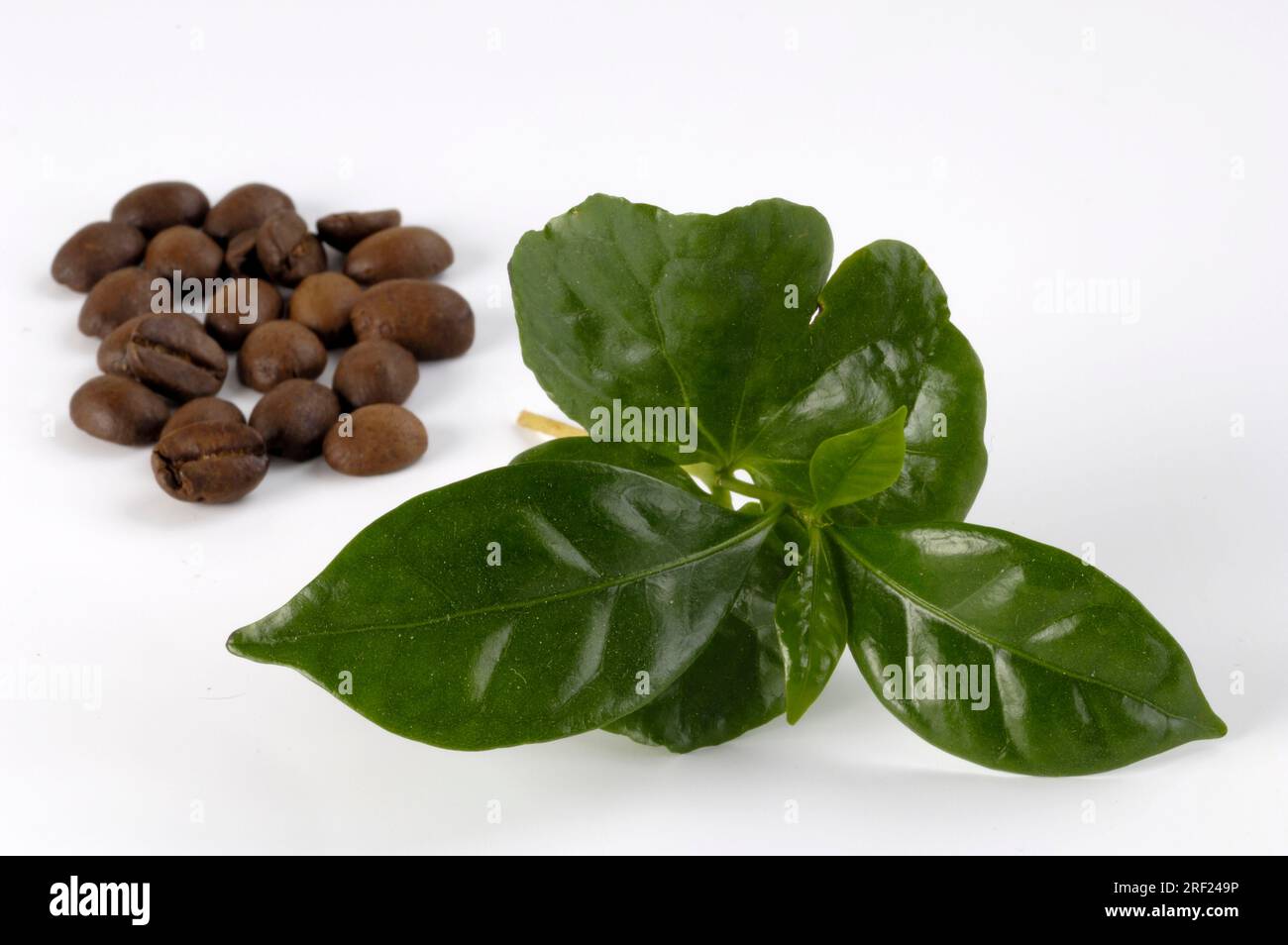 Coffee bush, leaves and coffee beans (Coffea arabica), coffee bean ...