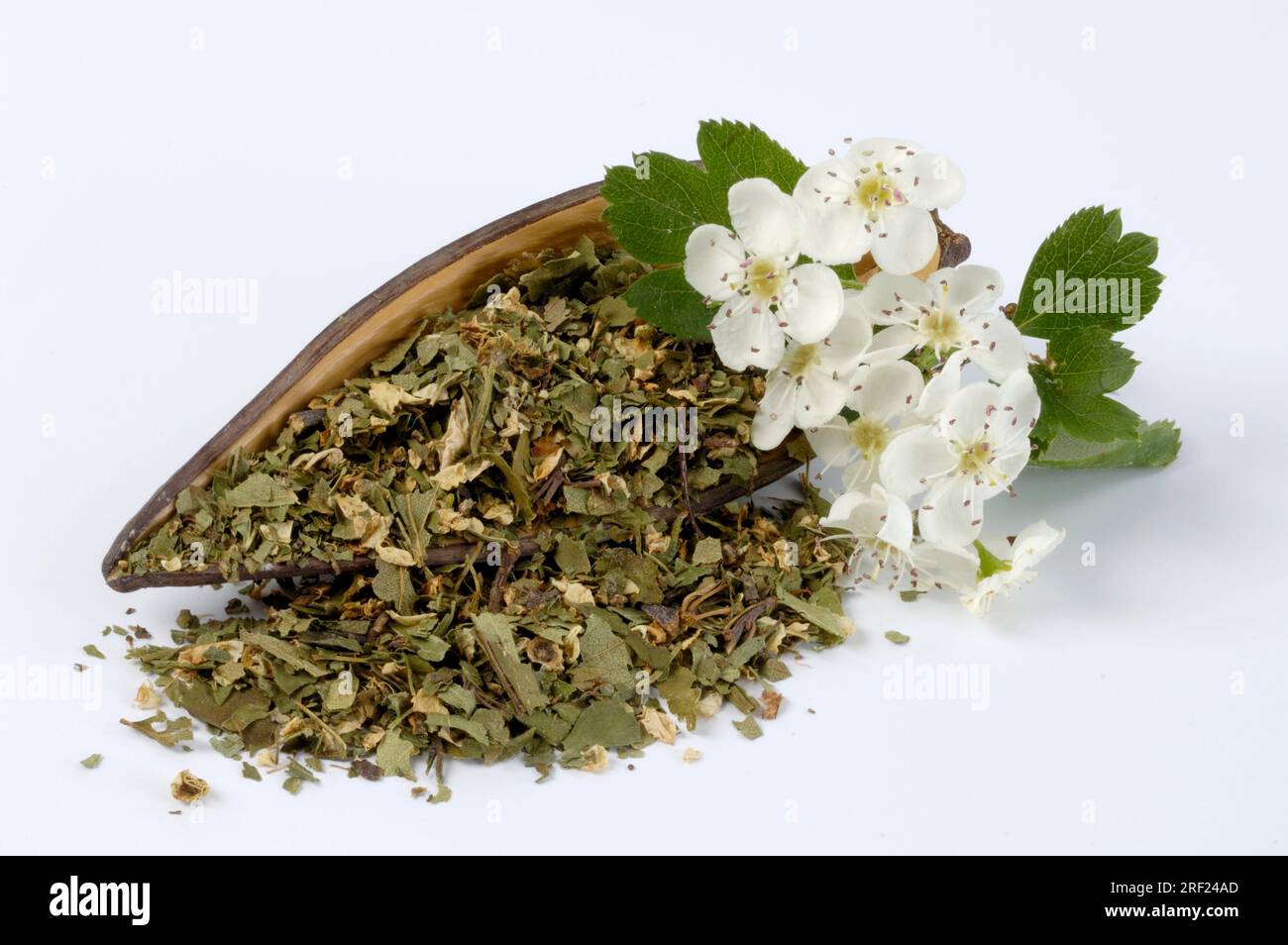 Common hawthorn (Crataegus monogyna), dried and flowers Stock Photo - Alamy