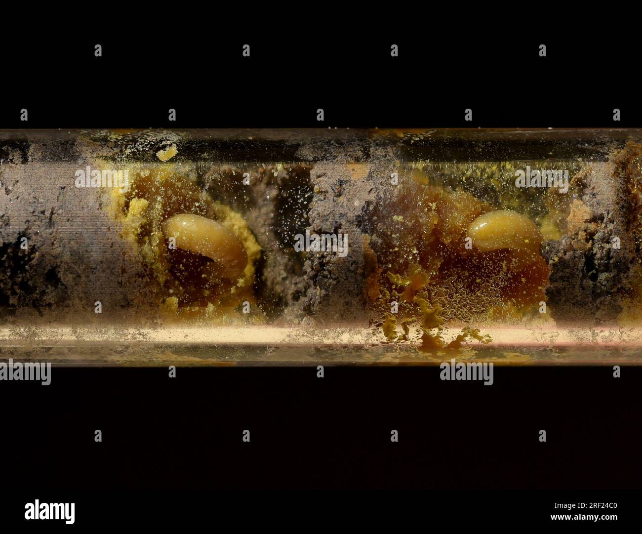 Wild bee larvae in a transparent brood cavity, taken from an insect ...