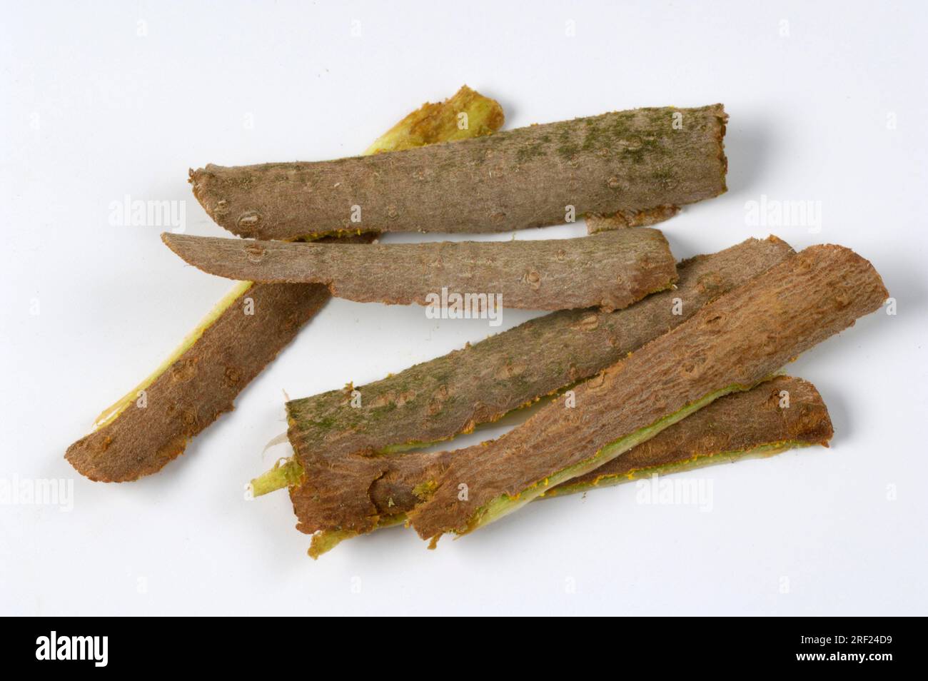Guelder rose (Viburnum opulus), bark Stock Photo - Alamy