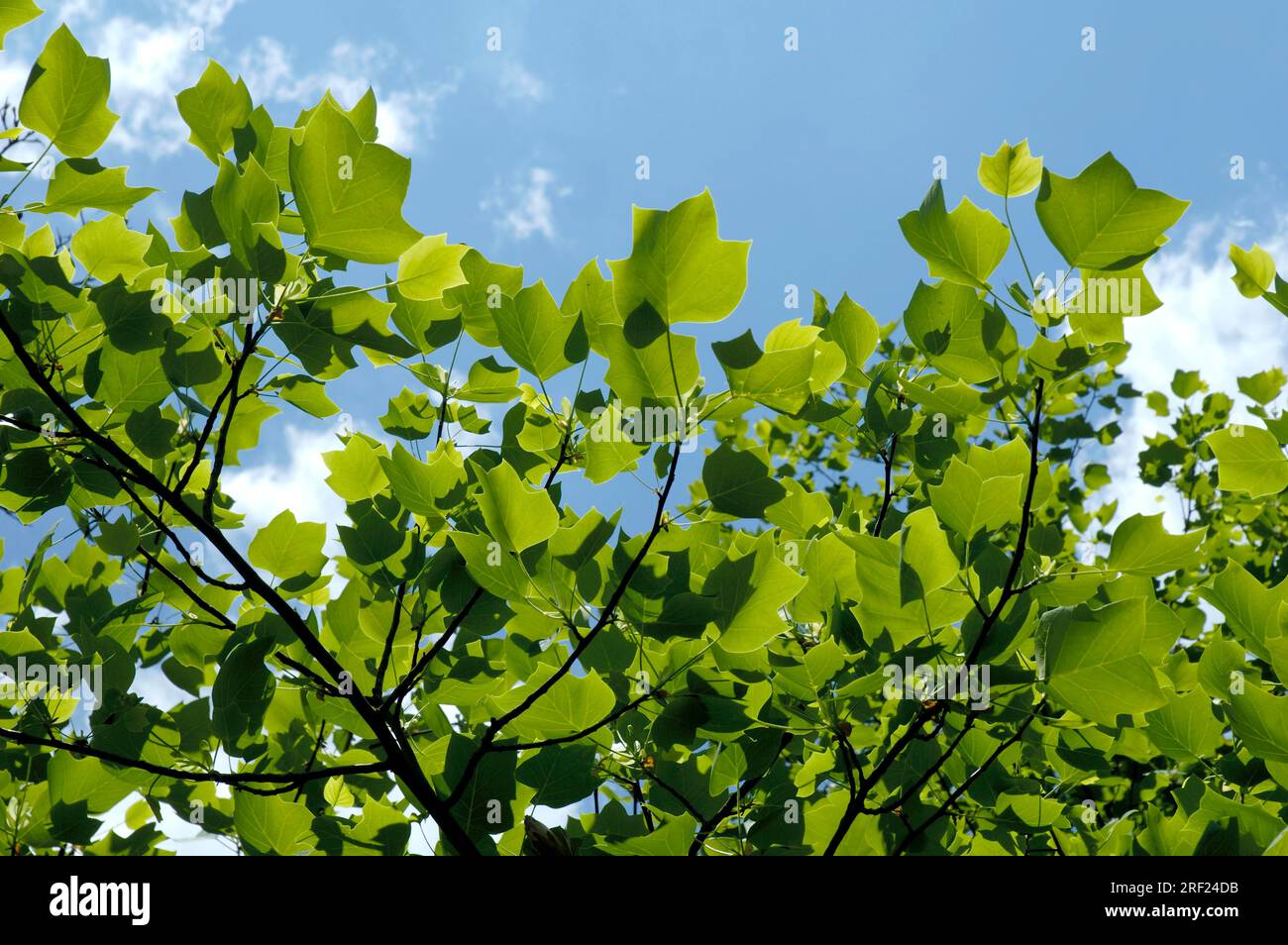 American tulip tree (Liriodendron tulipifera Stock Photo - Alamy