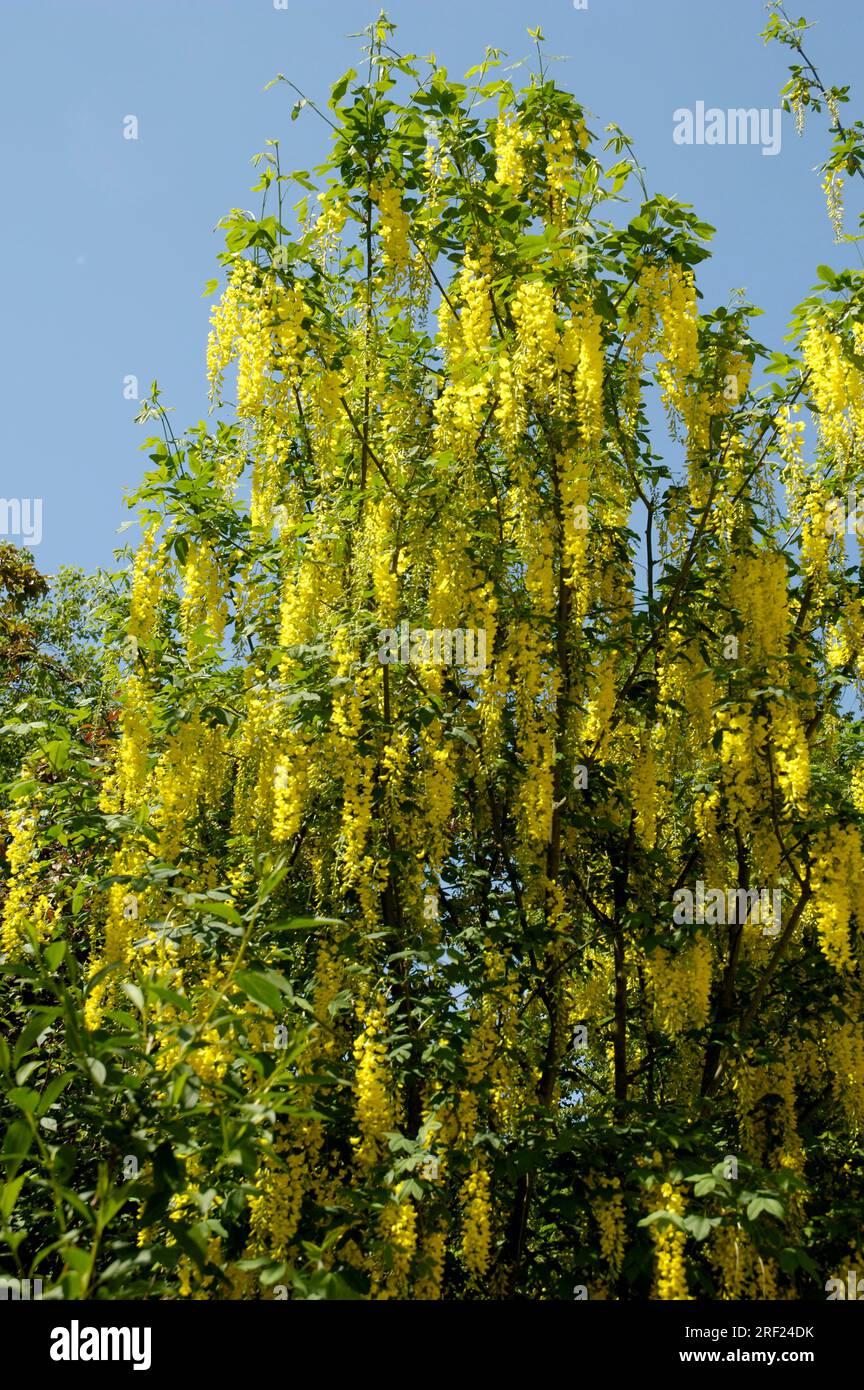 Laburnum anagyroides (Laburnum anagyroides), bean tree, gold rush ...
