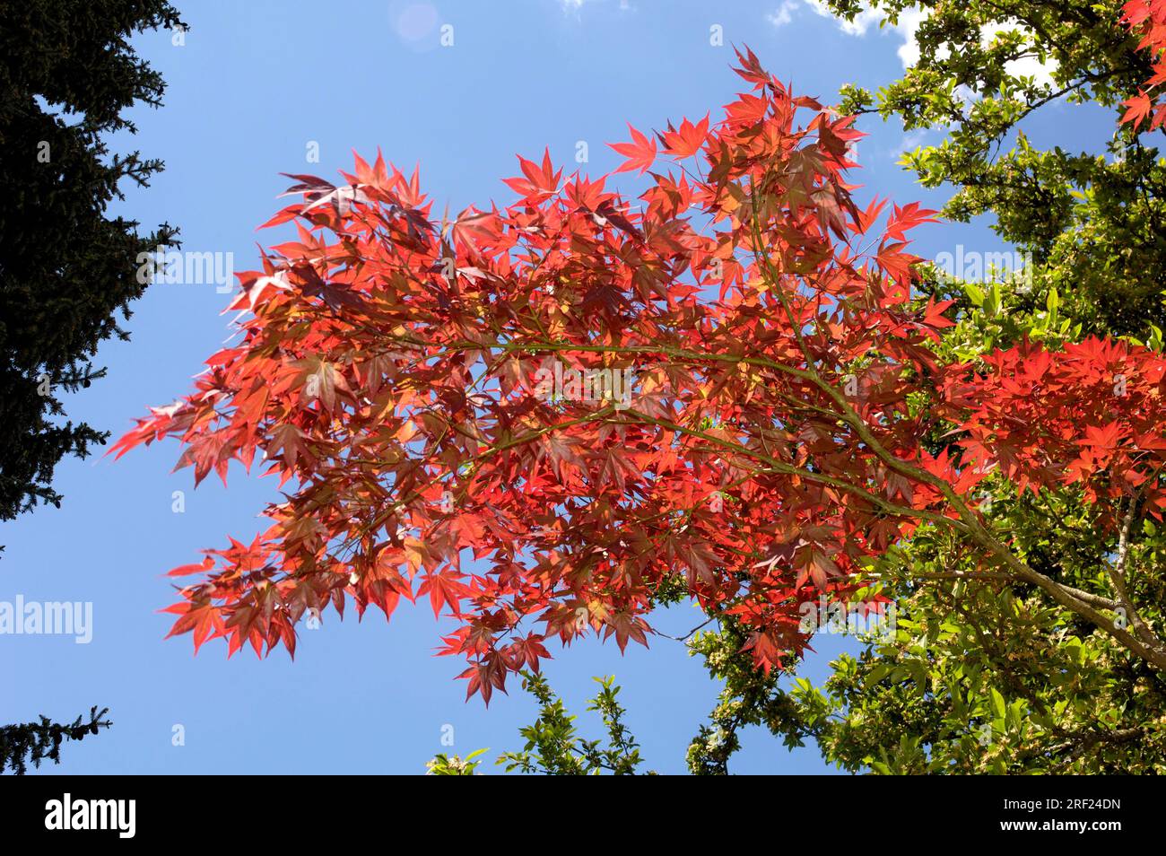 Smooth Japanese maple (Acer palmatum Stock Photo - Alamy