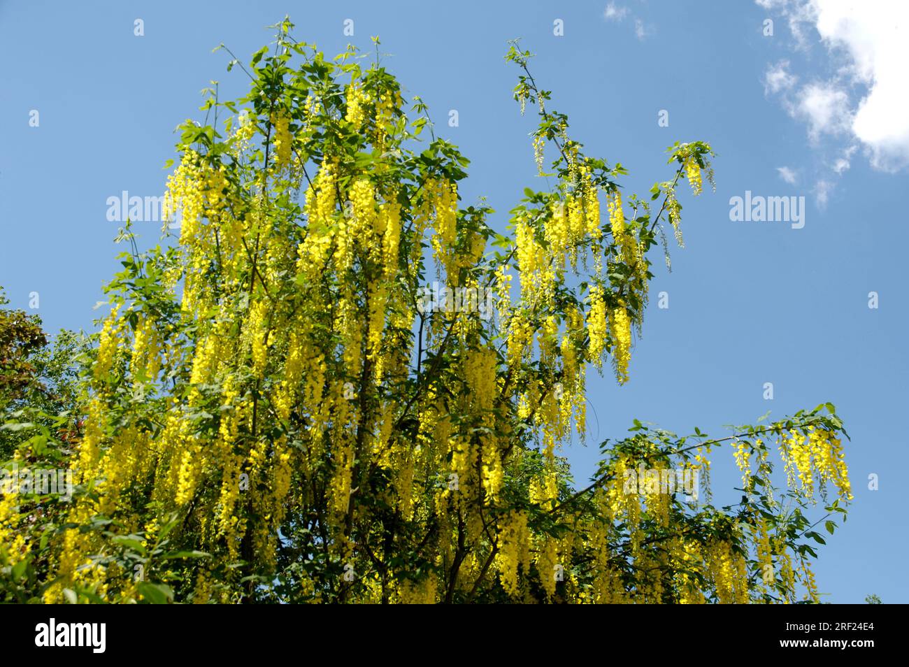 Laburnum anagyroides (Laburnum anagyroides), bean tree, gold rush ...