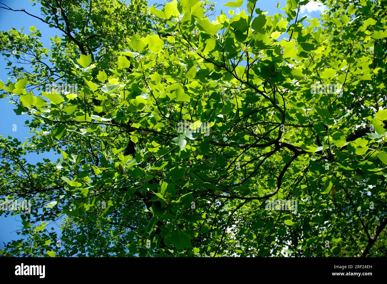 American tulip tree (Liriodendron tulipifera Stock Photo - Alamy