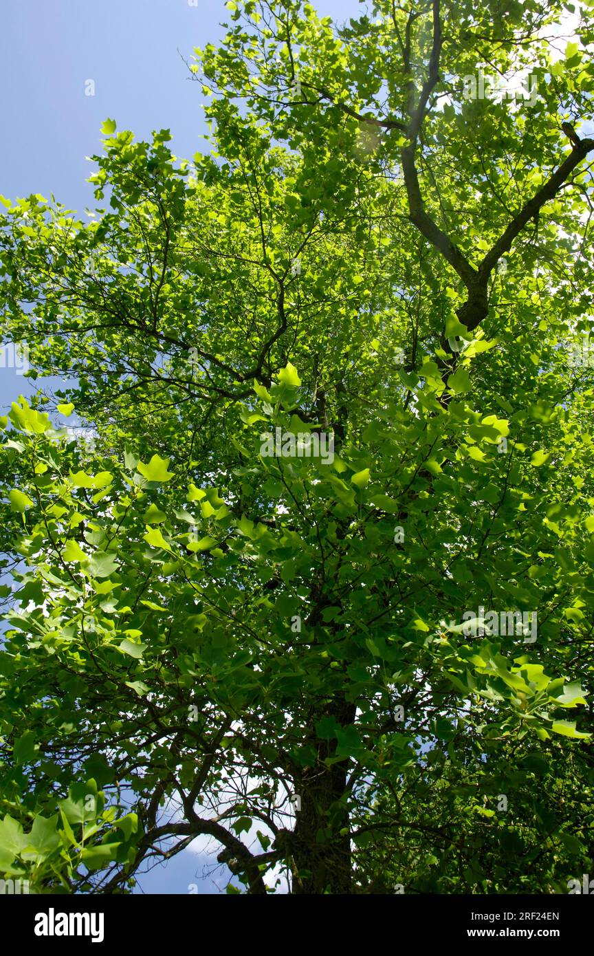 American tulip tree (Liriodendron tulipifera Stock Photo - Alamy