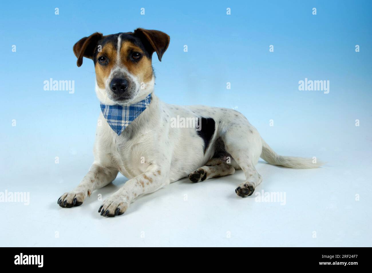 Jack Russell Terrier with neckerchief Stock Photo - Alamy