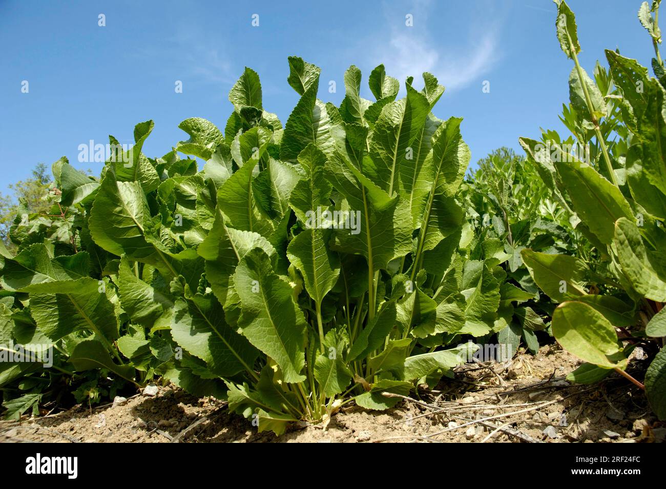 Horseradish (Armoracia rusticana), Horseradish Stock Photo - Alamy