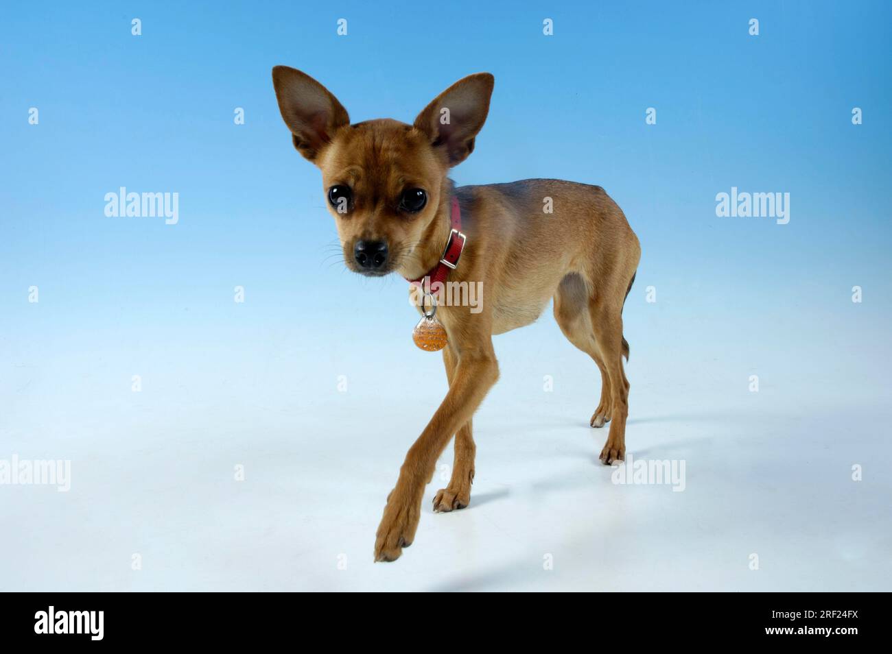 Dwarf Pinscher, Pinscher, Deer Pinscher, Dwarf Grey Pinscher Stock ...