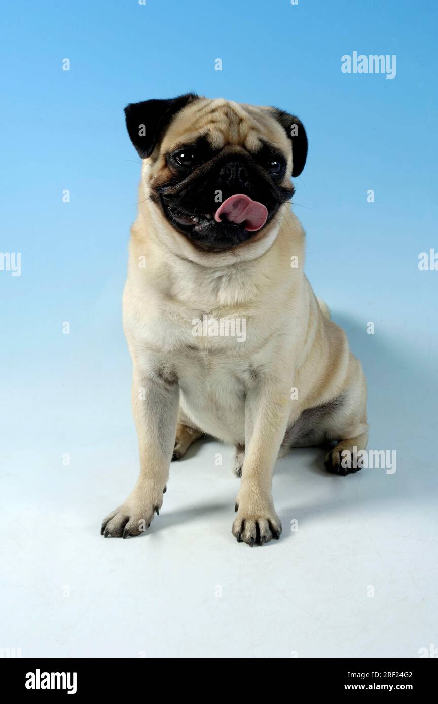 Bat pug hi-res stock photography and images - Alamy