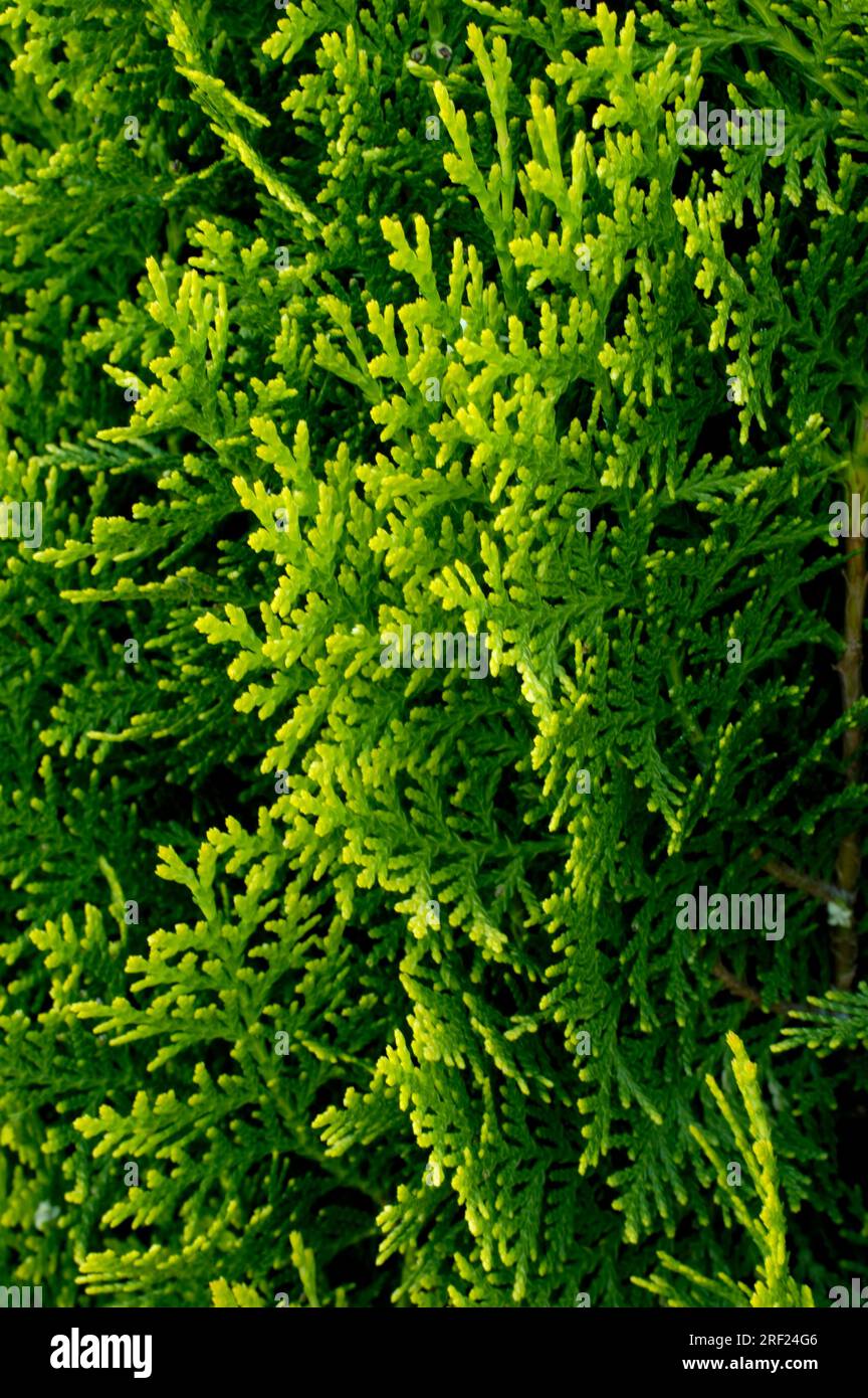Thuja occidentalis (Thuja occidentalis), Common Thuja Stock Photo - Alamy