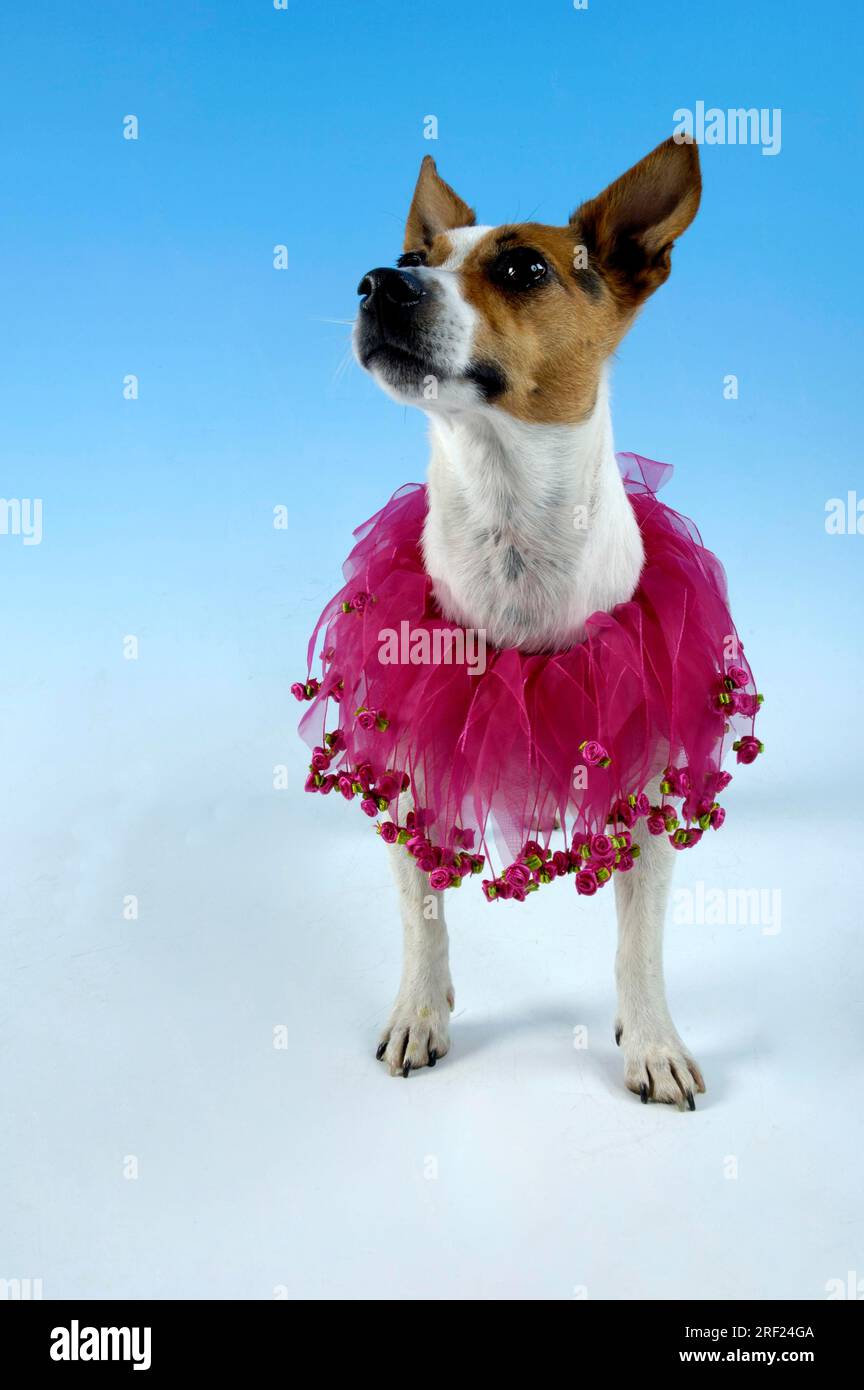 Jack Russell Terrier with neckerchief Stock Photo - Alamy