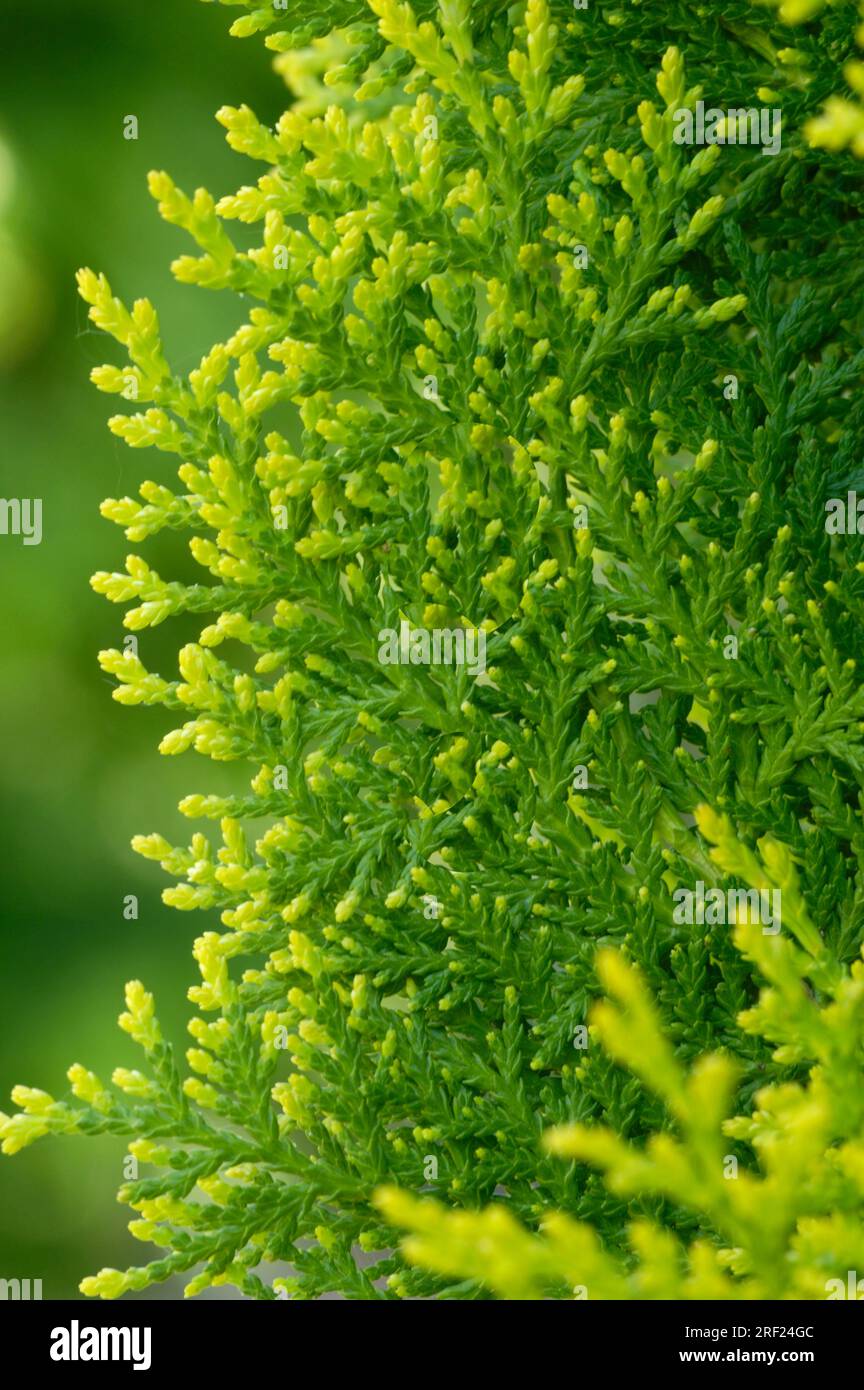 Thuja occidentalis (Thuja occidentalis), Common Thuja Stock Photo - Alamy