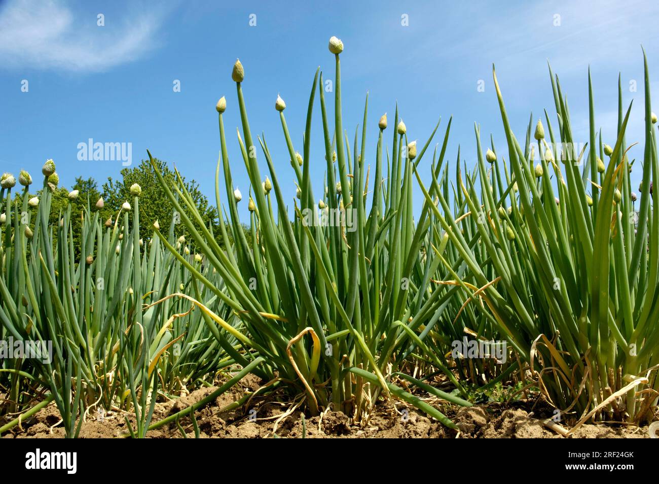 Leek onion, winter onion, winter onion, spring onion (Allium fistulosum ...