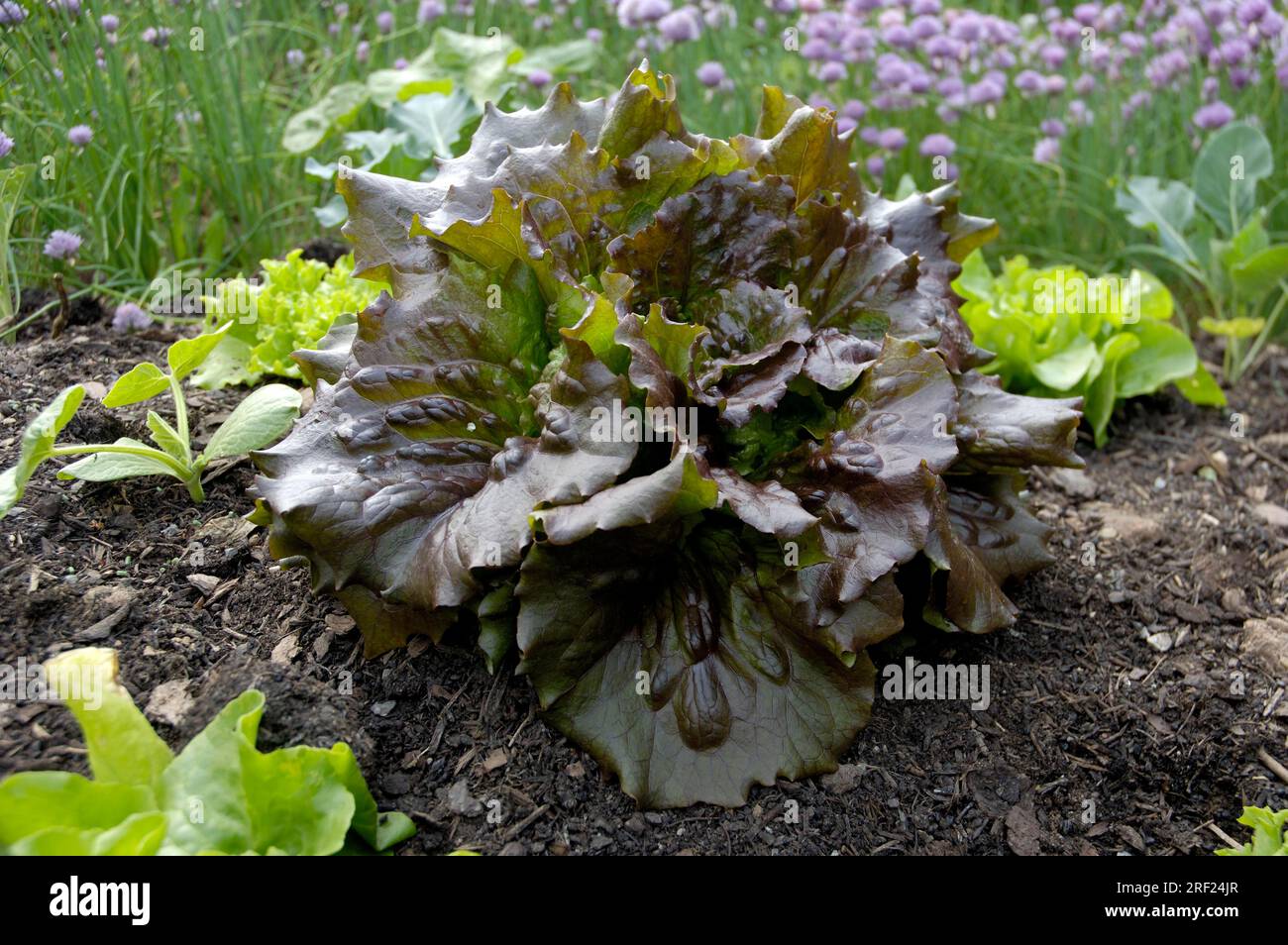 Red batavia garden hi-res stock photography and images - Alamy