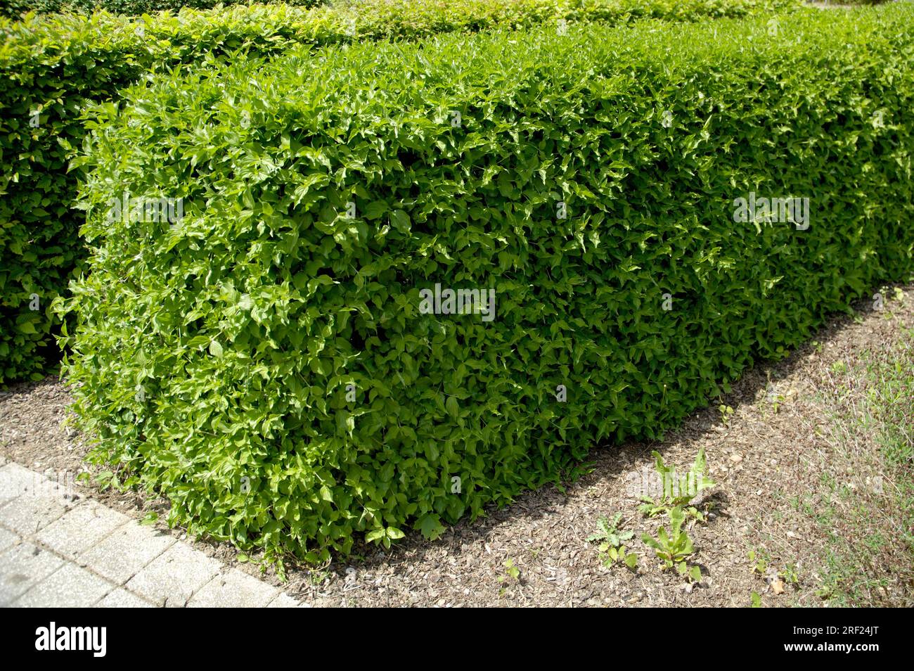 Cornus mas hedge hi-res stock photography and images - Alamy