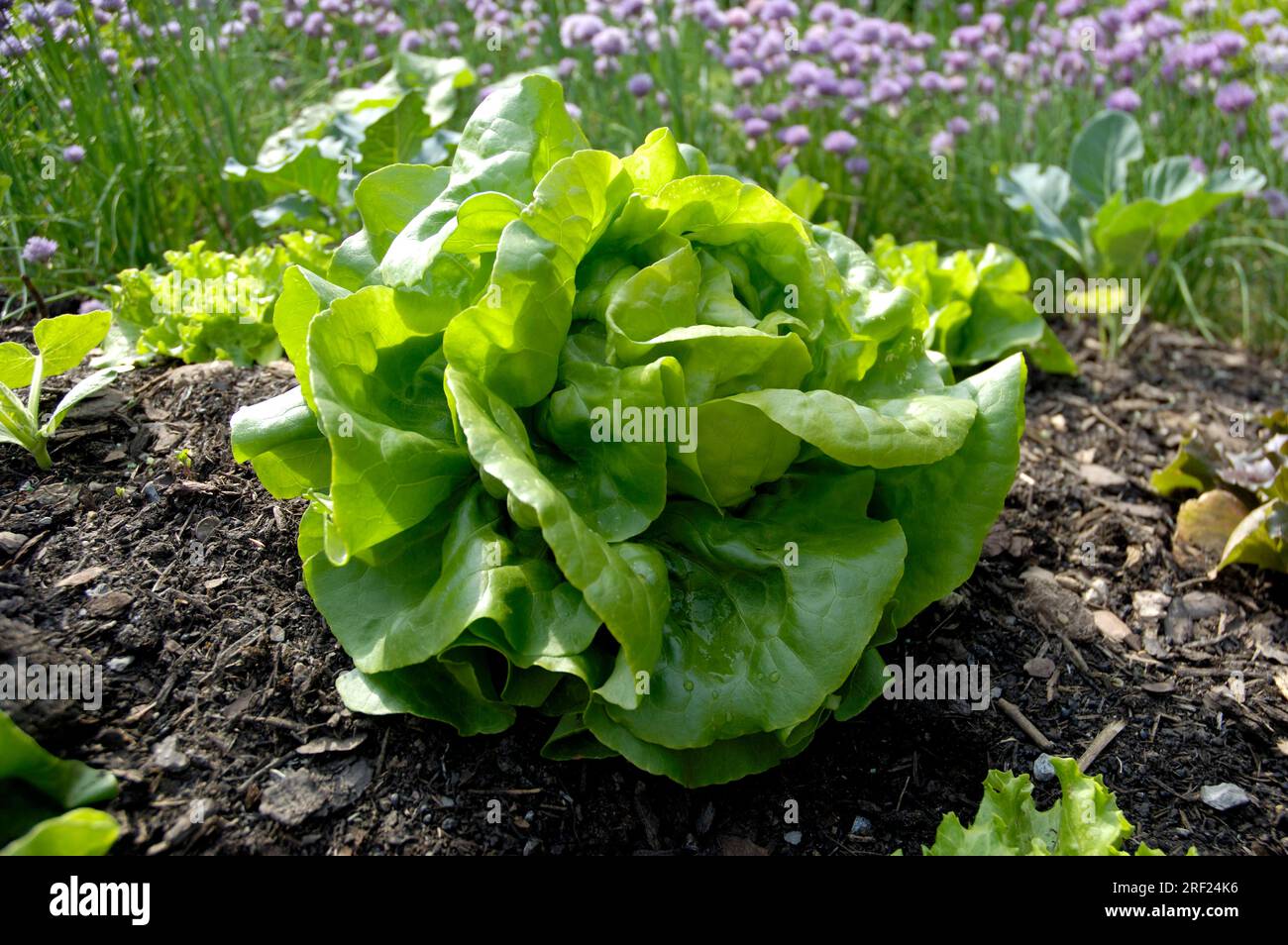 Butterhead lettuce (Lactuca sativa var. capitata Stock Photo - Alamy