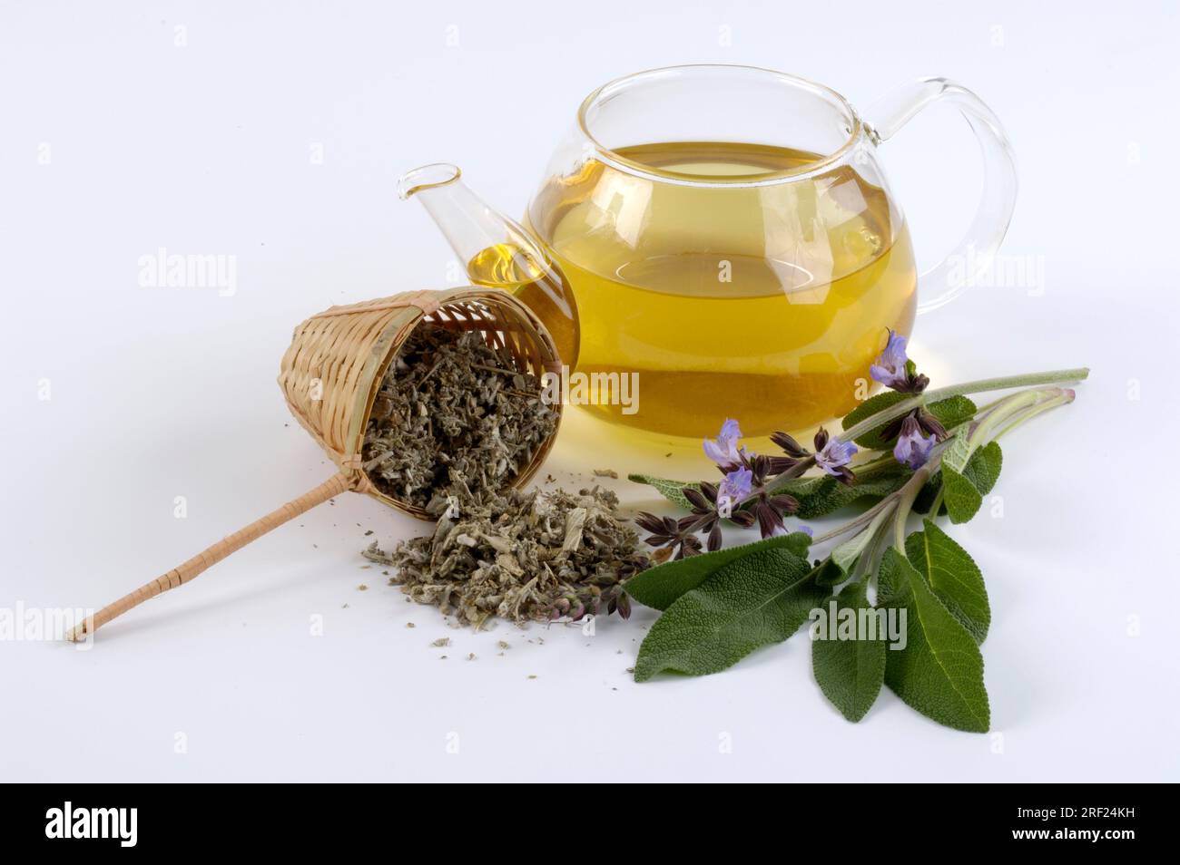 Sage (Salvia officinalis) 'Mountain garden', fresh and dried, teapot ...