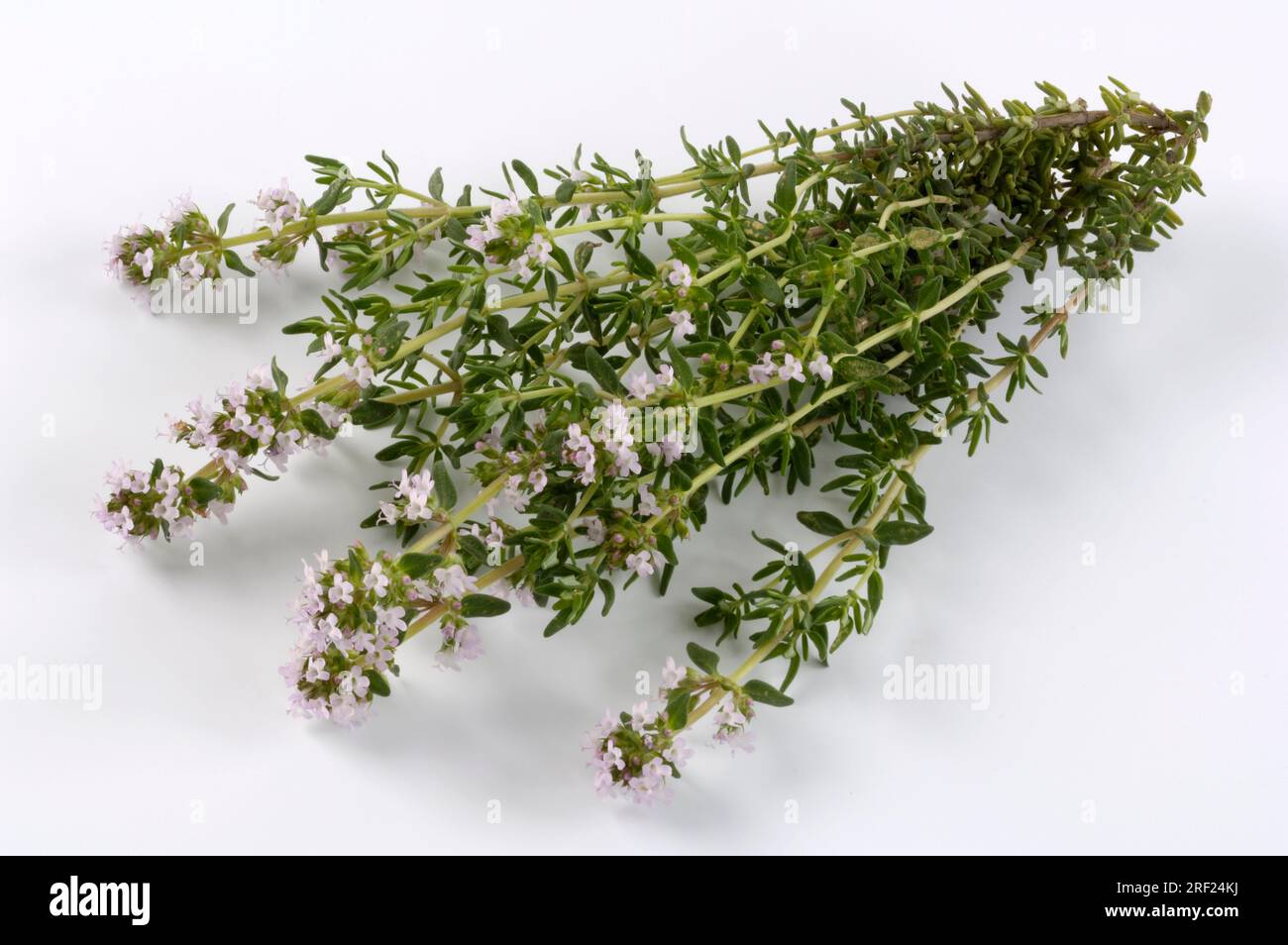 Lemon thyme (Thymus citriodorus) 'Silver Queen Stock Photo - Alamy