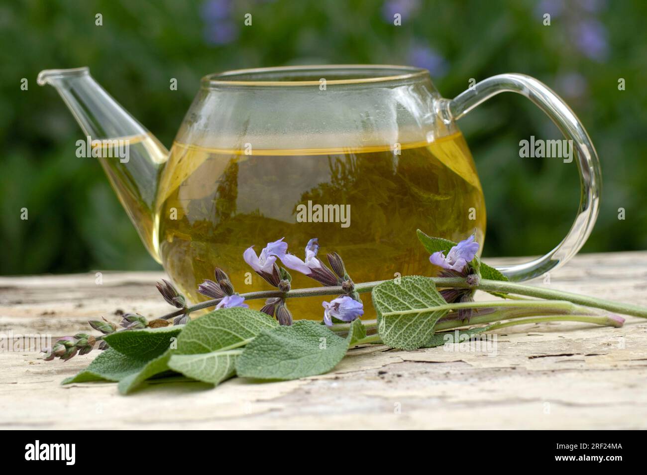 Real Common sage (Salvia officinalis), teapot with Common sage tea ...