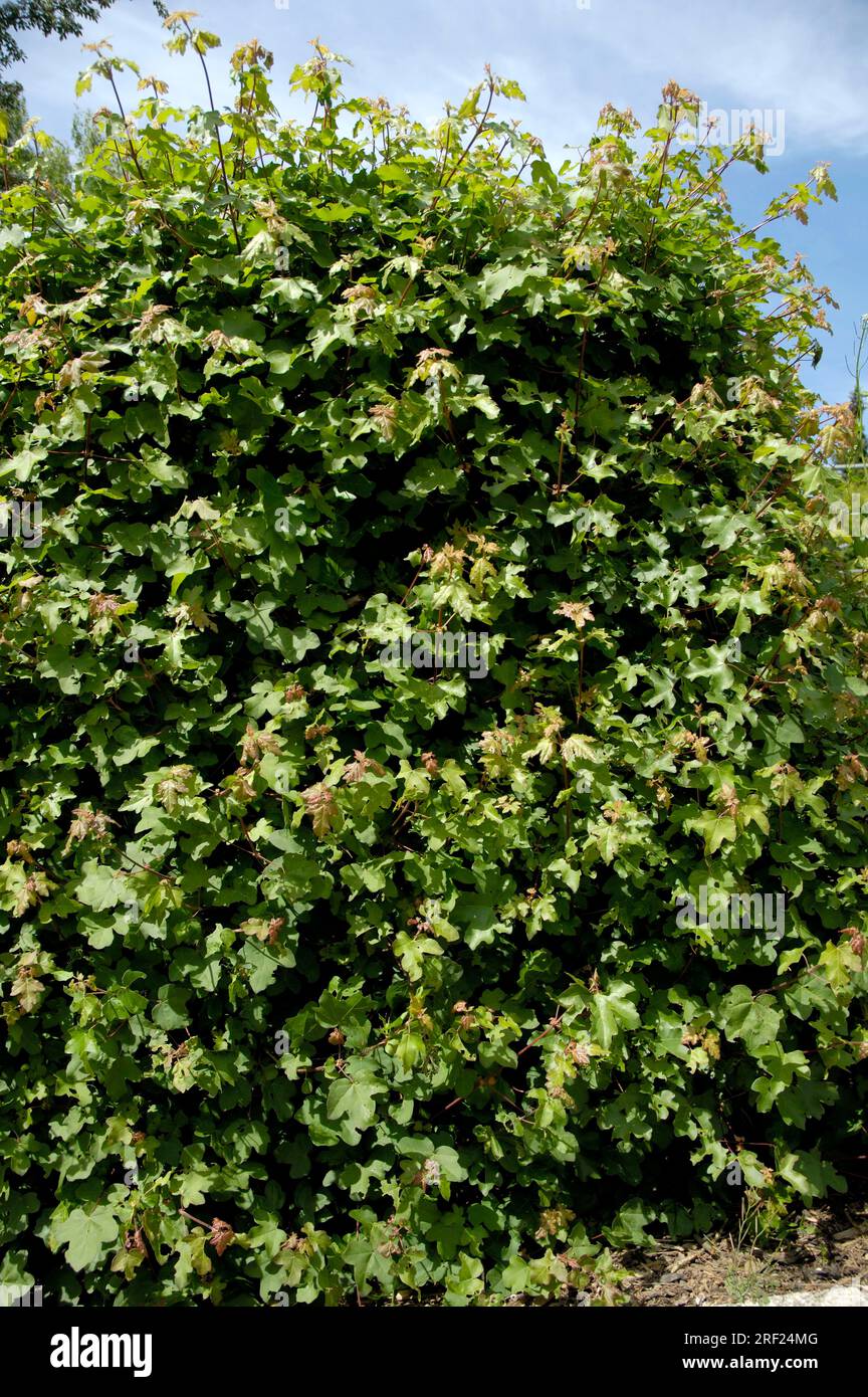 Field maple (Acer campestre Stock Photo - Alamy