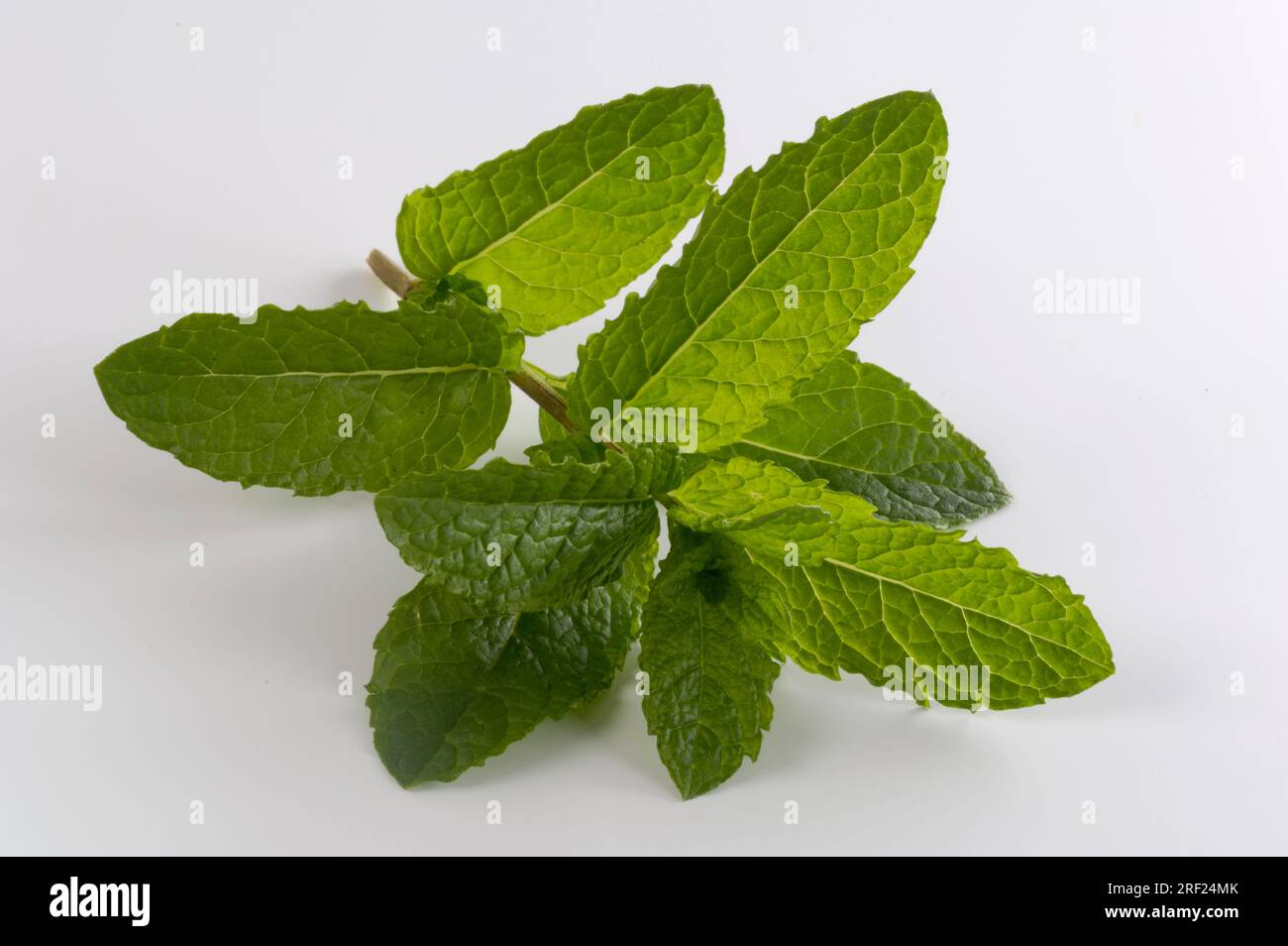 Curled plant hi-res stock photography and images - Alamy