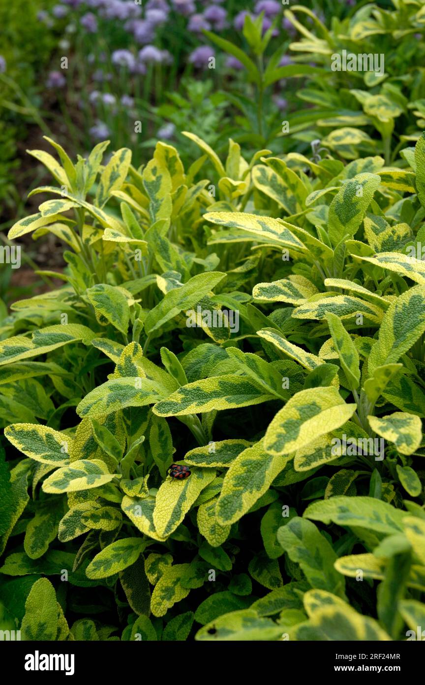 Golden garden sage hi-res stock photography and images - Alamy