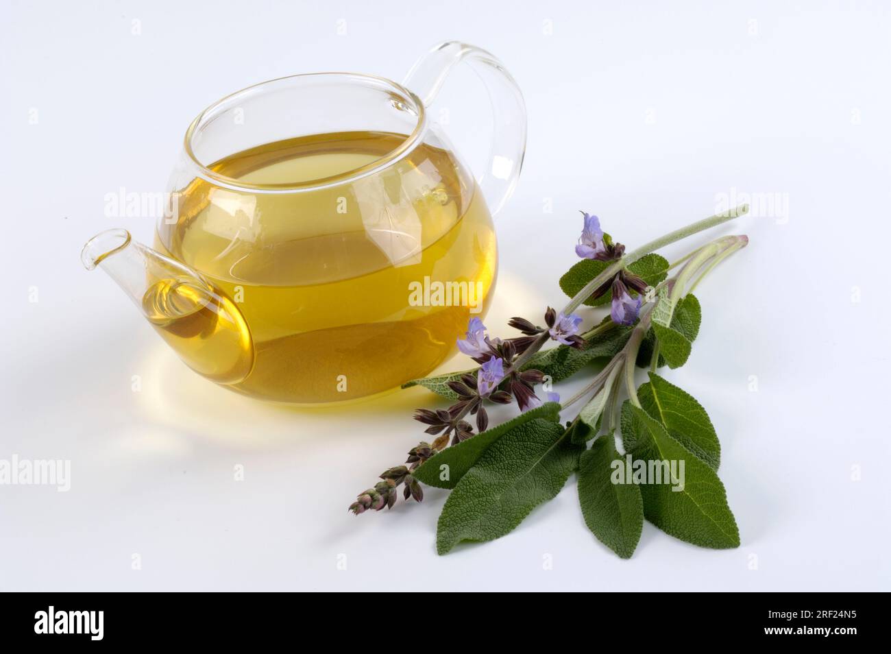 Sage (Salvia officinalis) 'mountain garden', teapot with Common sage ...