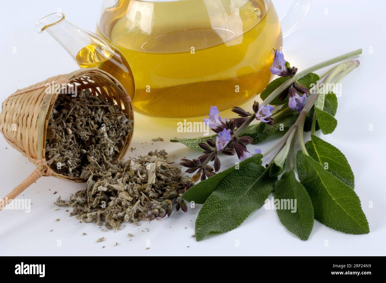 Sage (Salvia officinalis) 'Mountain garden', fresh and dried, teapot ...