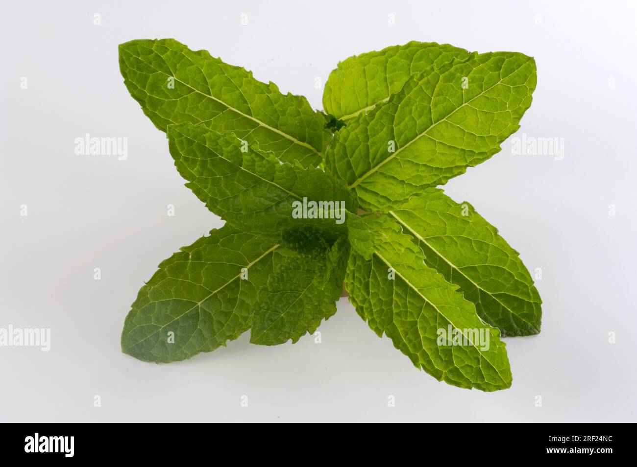Curled leaf spearmint hi-res stock photography and images - Alamy