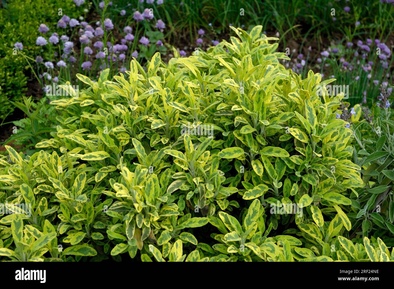 Golden Sage 'Aurea', Real Sage, Garden Sage Stock Photo - Alamy