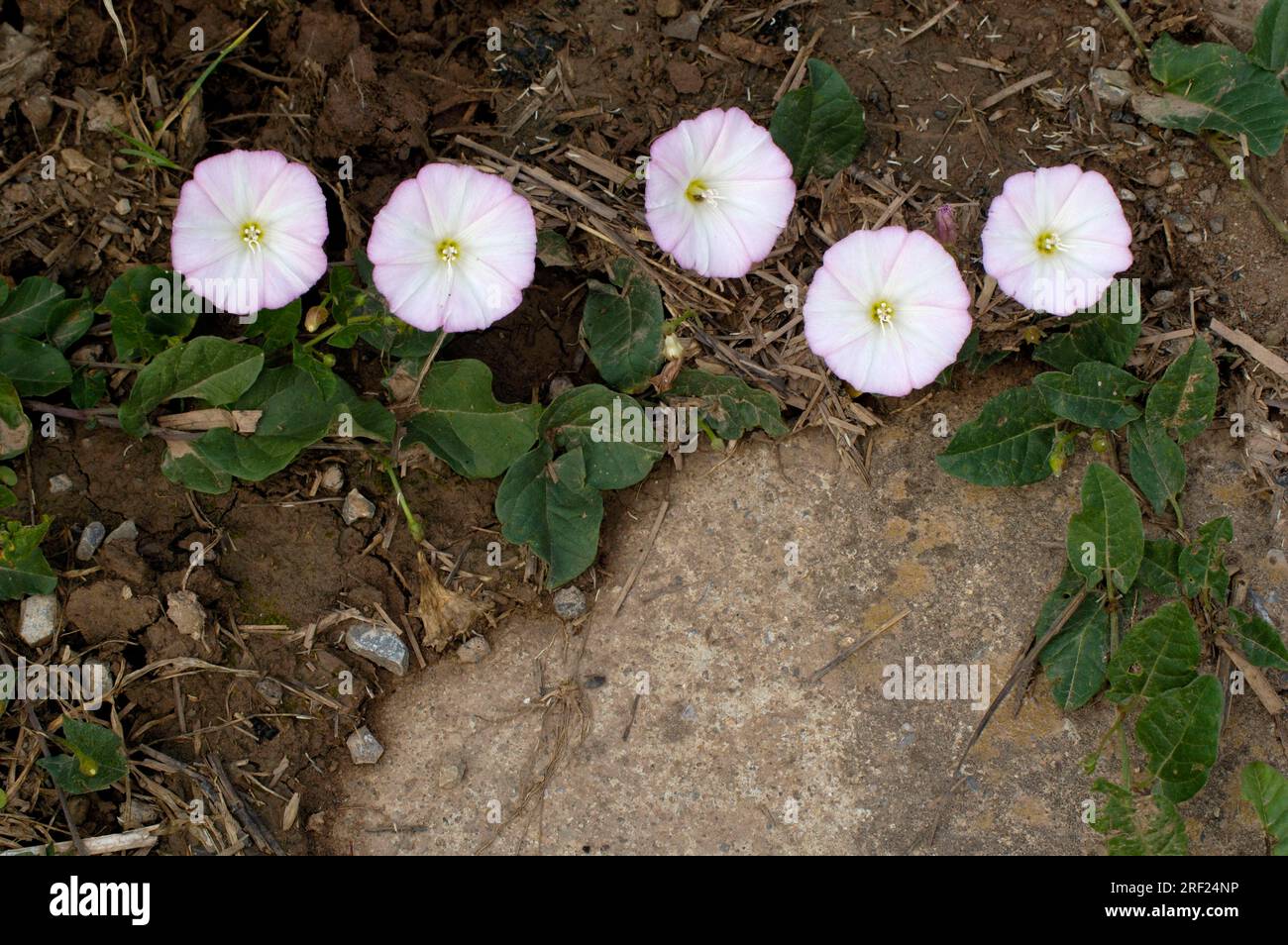 Field Bindweed (Convolvulus arvensis Stock Photo - Alamy