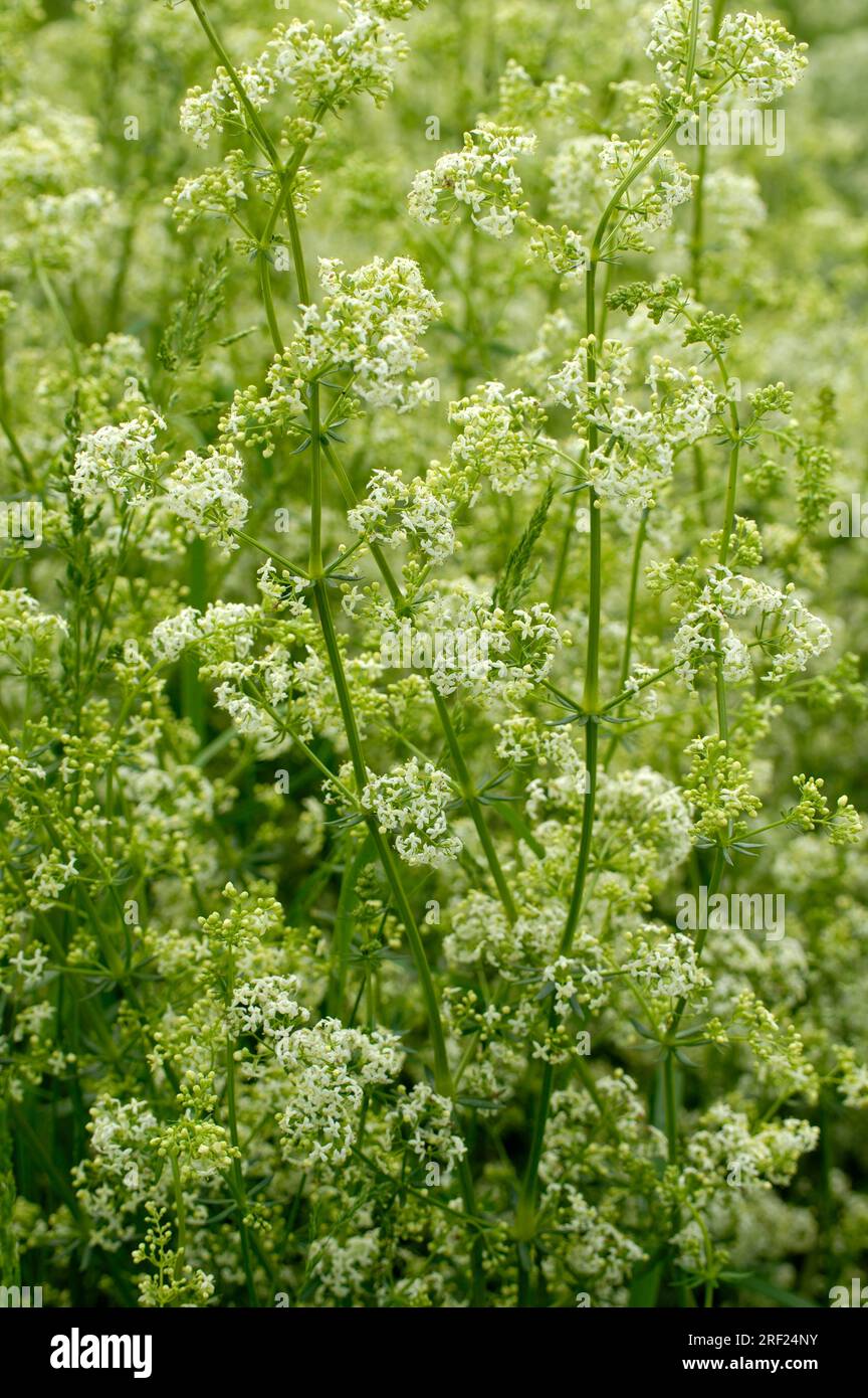Lady’s bedstraw hi-res stock photography and images - Alamy