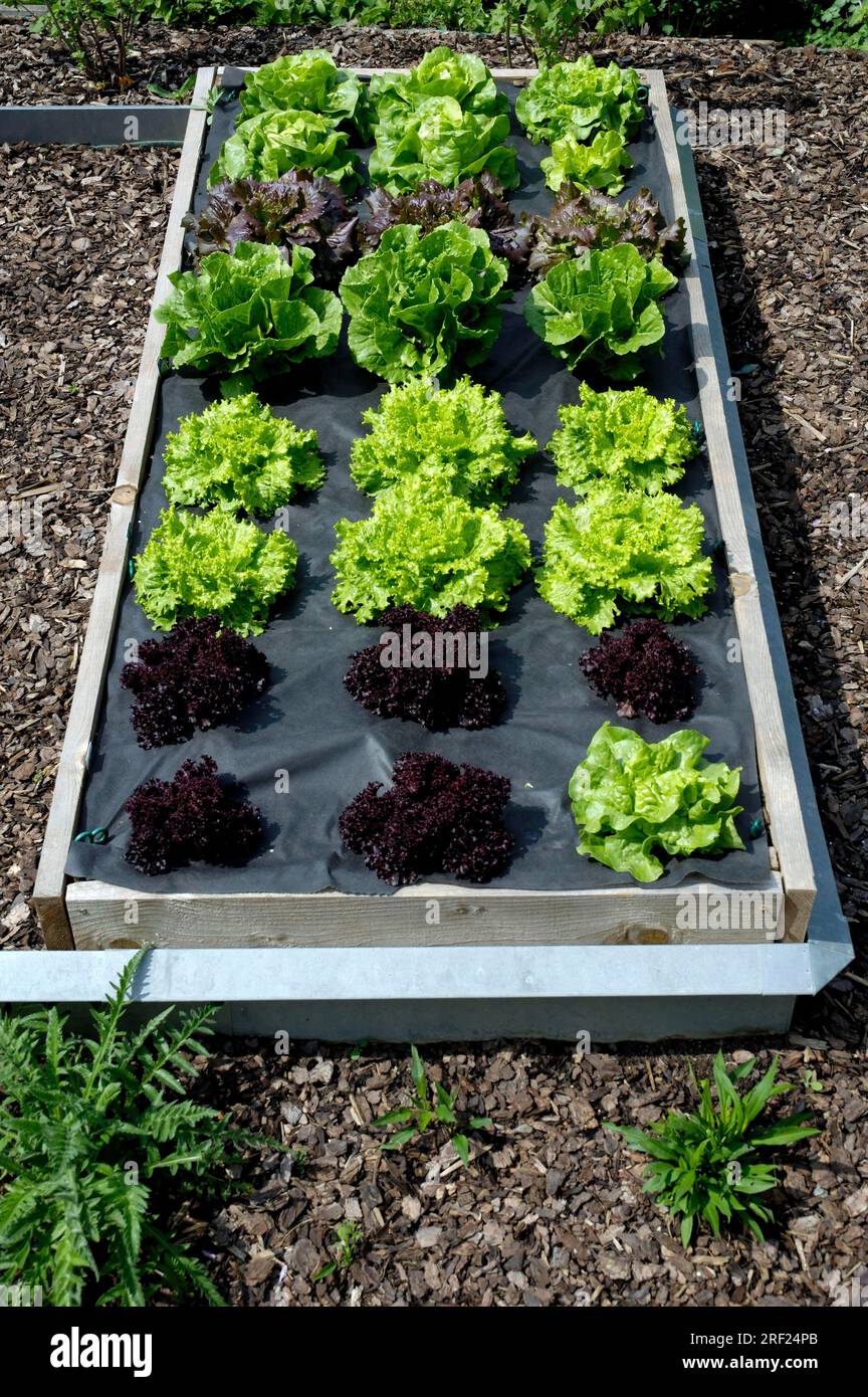 Different varieties of lettuce under mulch film (Lactuca sativa var ...