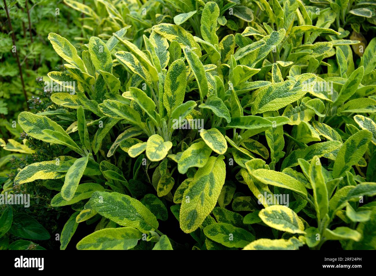 Golden Sage 'Aurea', Real Sage, Garden Sage Stock Photo - Alamy