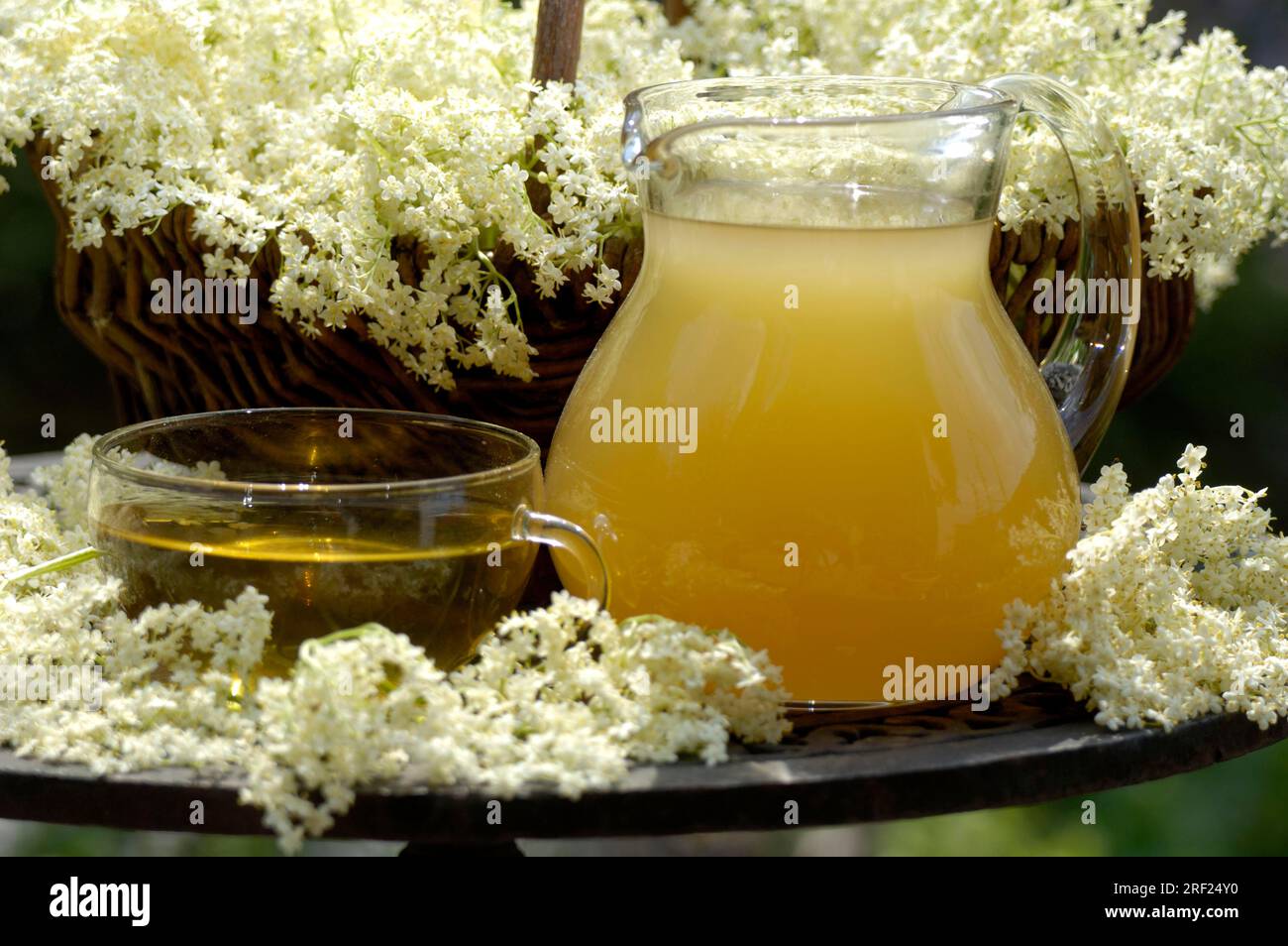 Elder (Sambucus nigra), flowers, cup with elderflower tea and ...