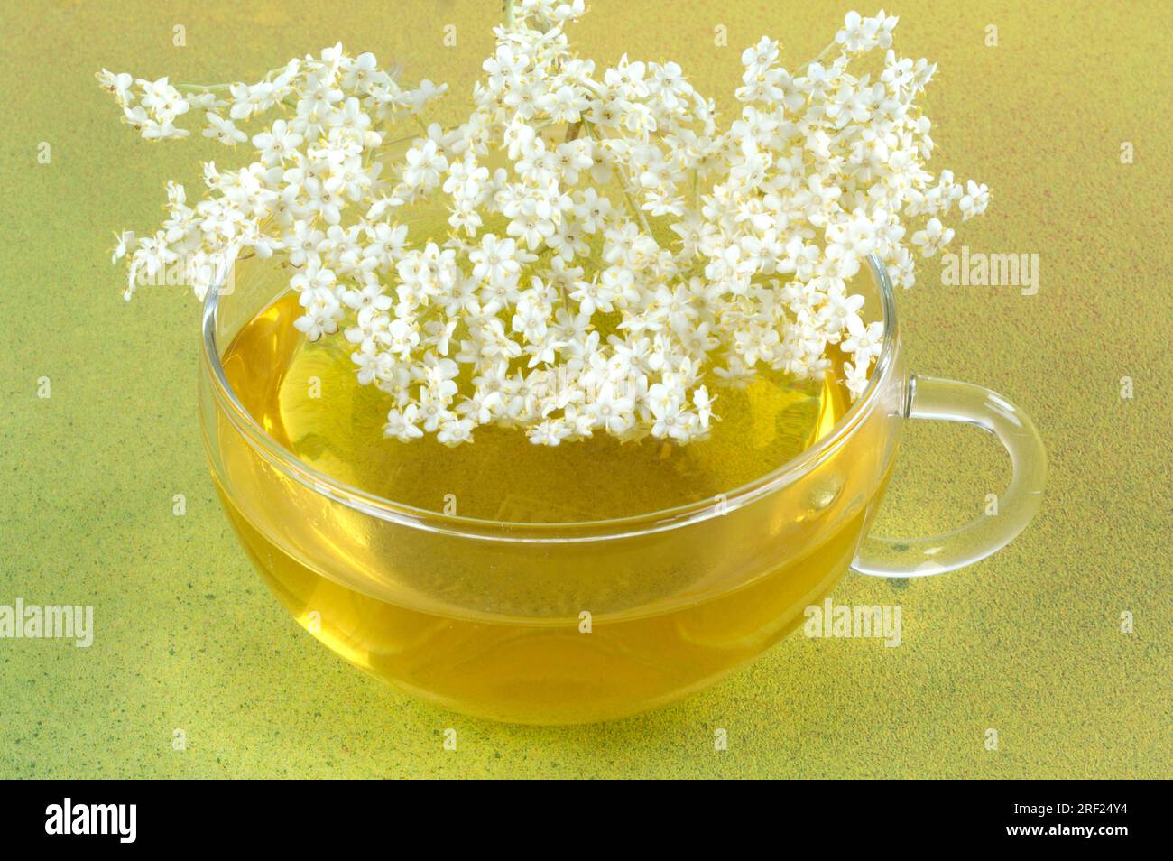 Elder (Sambucus nigra), cup with elderflower tea, elderflower tea ...