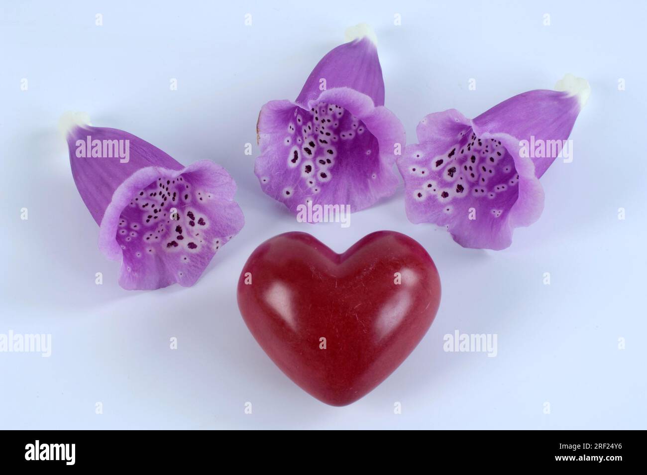 Common foxglove (Digitalis purpurea), flowers and red heart Stock Photo - Alamy