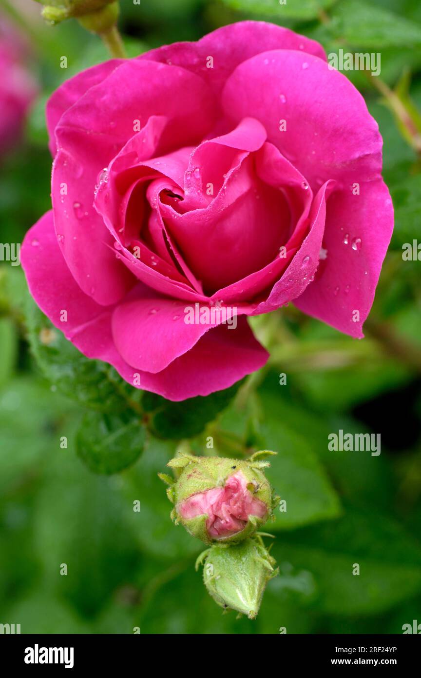 Apothecary rose 'Officinalis' (Rosa gallica Stock Photo - Alamy