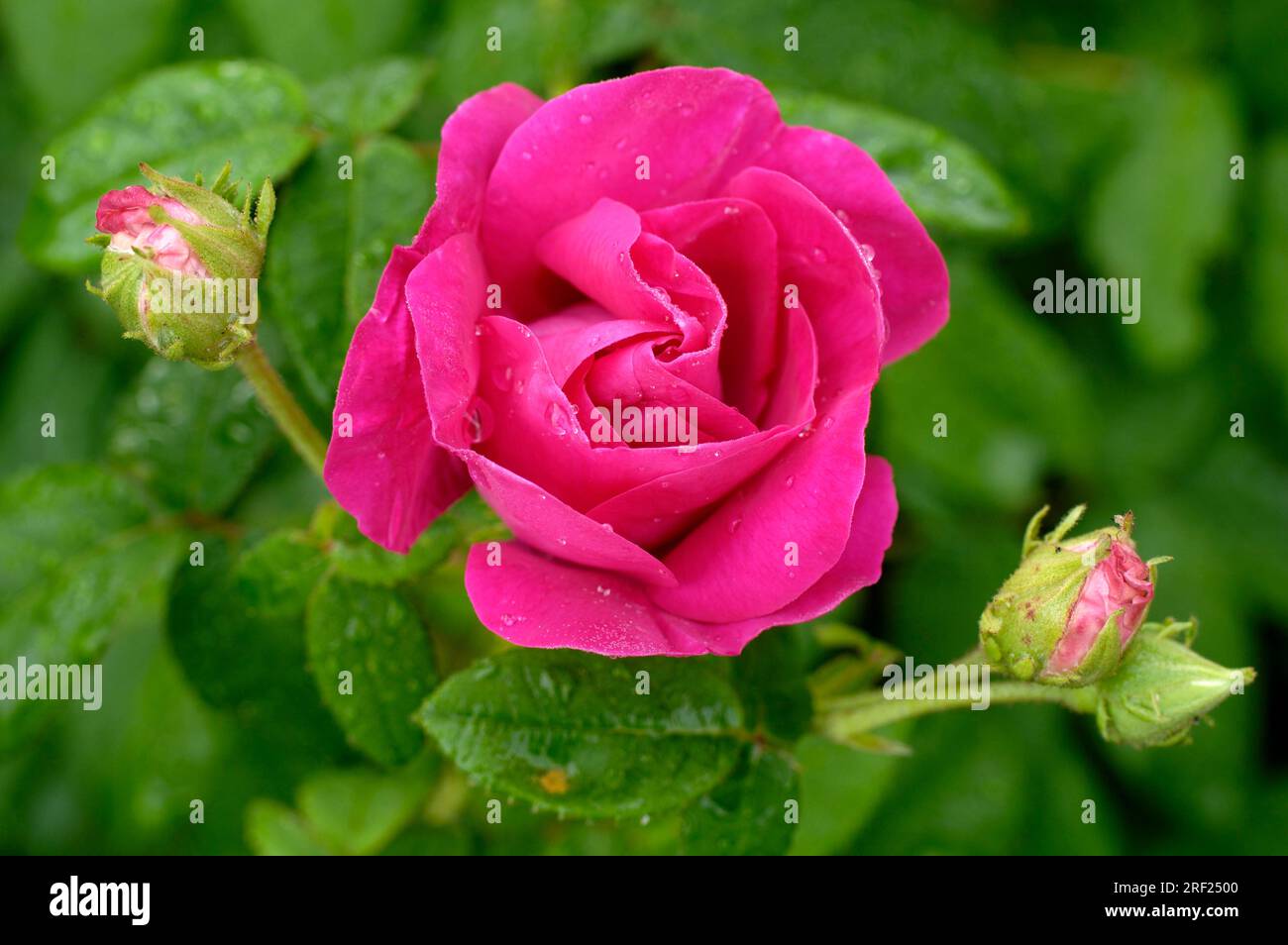 Apothecary rose 'Officinalis' (Rosa gallica Stock Photo - Alamy