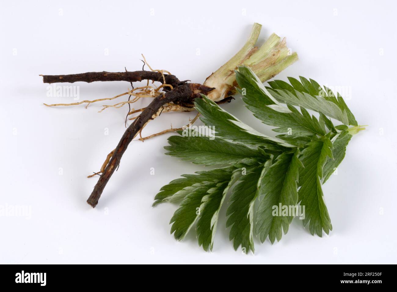 Silverweed cinquefoil hi-res stock photography and images - Alamy