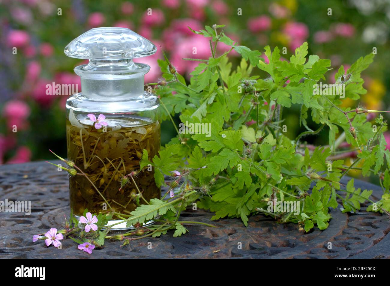 Herb Robert (Geranium robertianum), cranesbill tincture Stock Photo - Alamy