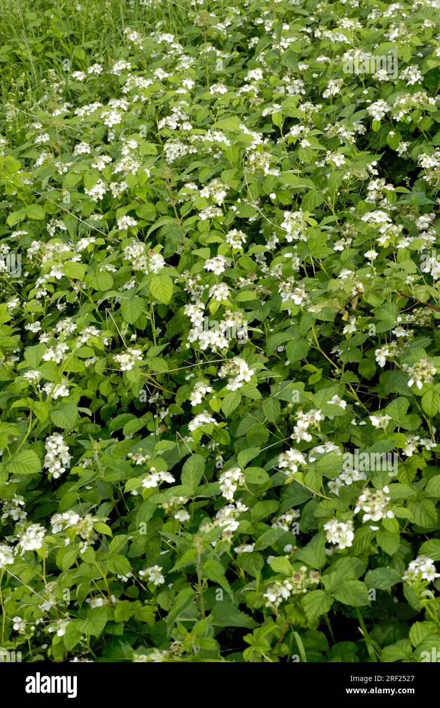 Common blackberry (Rubus fruticosus Stock Photo - Alamy
