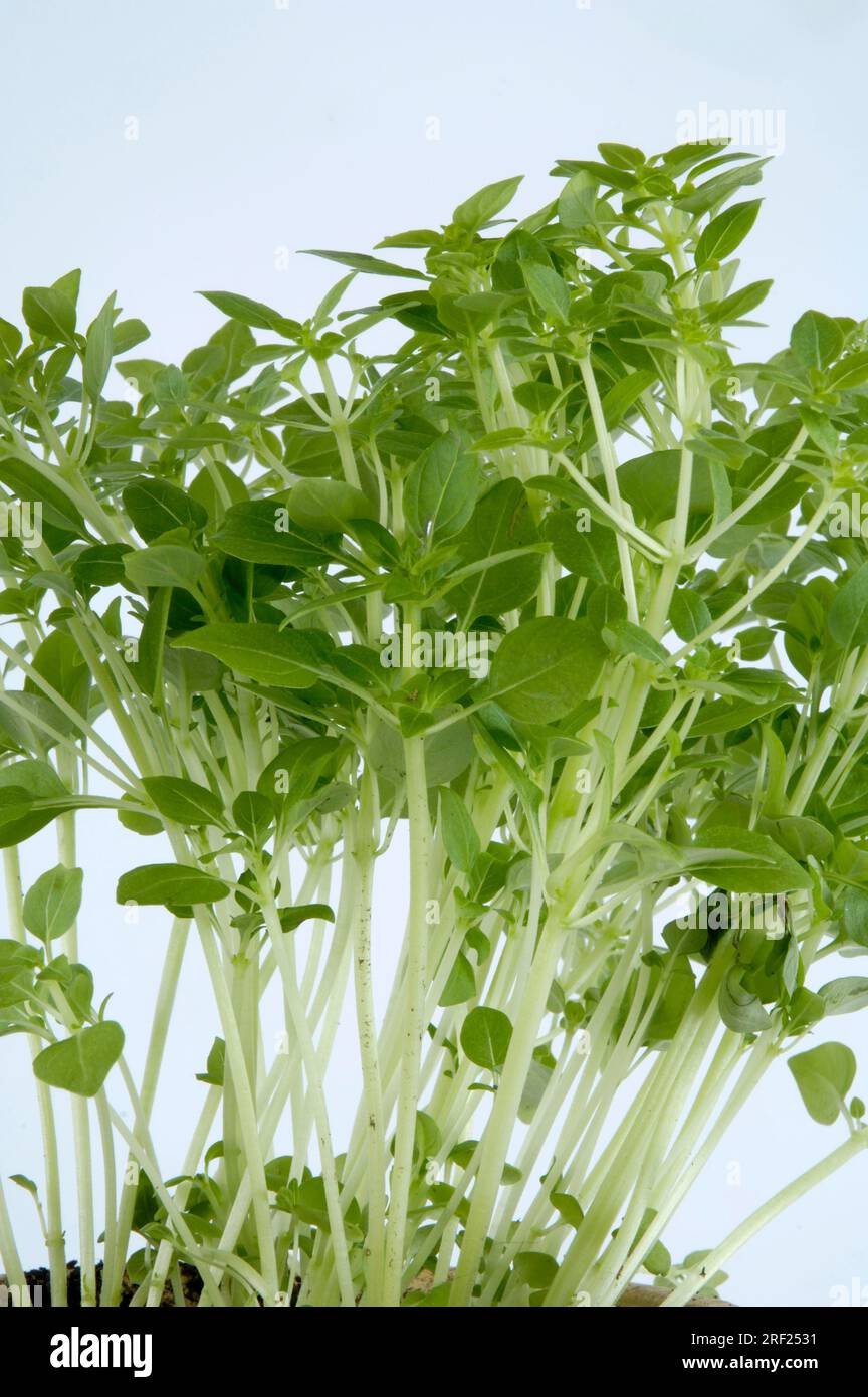Basil (Ocimum basilicum) 'Picclino Stock Photo - Alamy