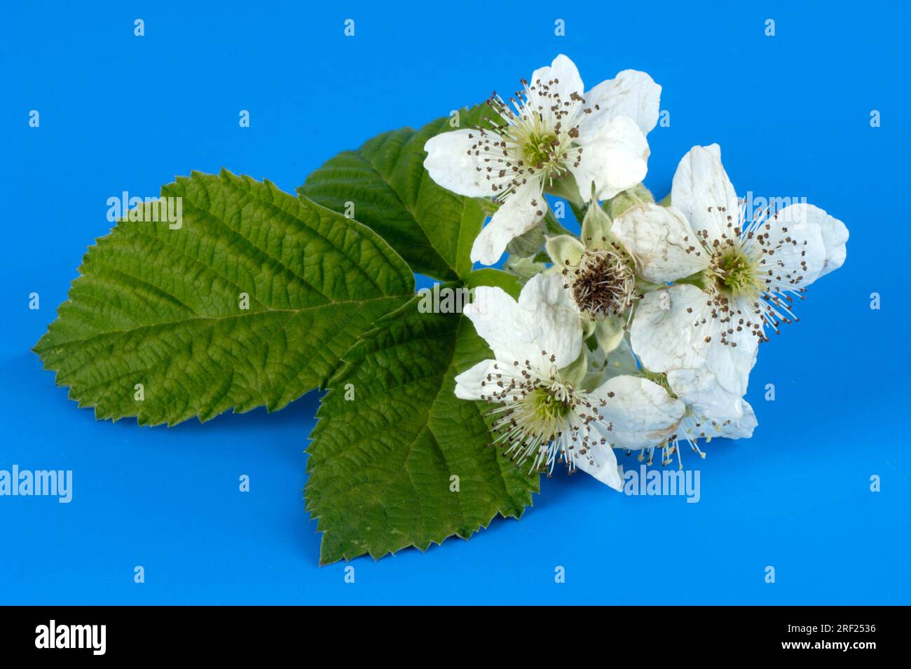 Common blackberry (Rubus fruticosus Stock Photo - Alamy