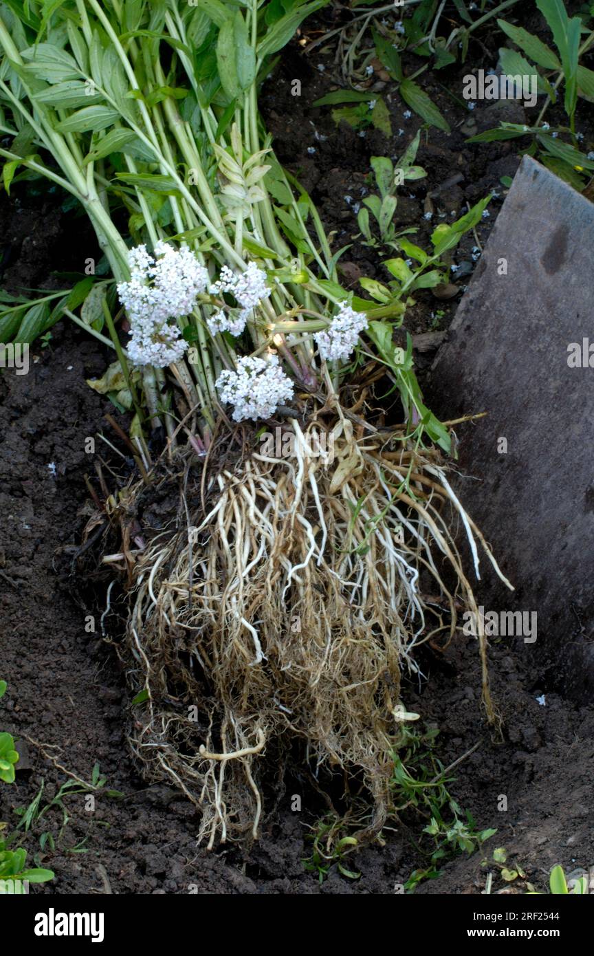 Valerian (Valeriana officinalis), root, roots Stock Photo - Alamy