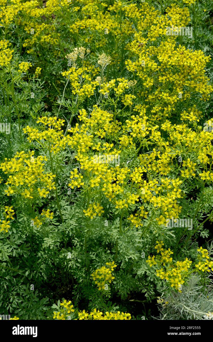 Botany rutaceae common rue hi-res stock photography and images - Alamy